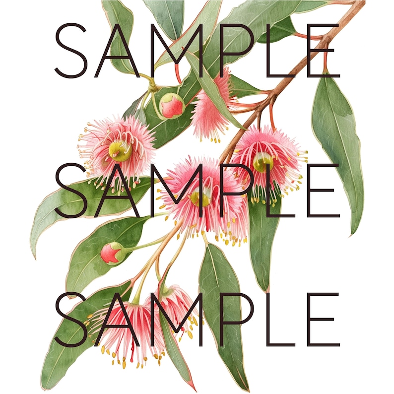 Australian Native Flowers Clipart Gumnut Blossoms Eucalyptus Flowers ...