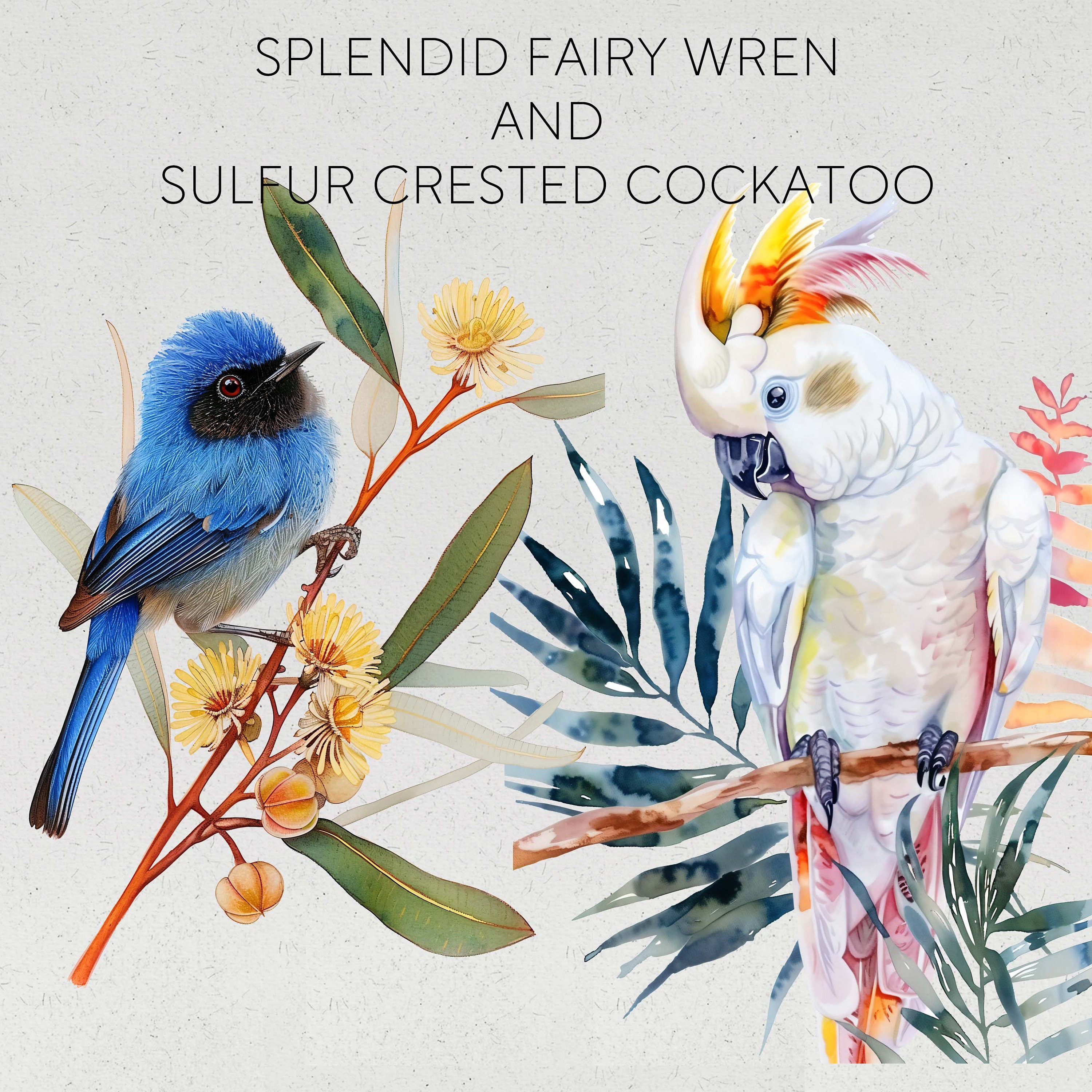 Australian Native Birds Floral Clipart Aussie Native Birds ...