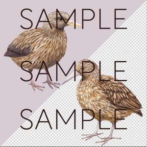 New Zealand Native Birds Foliage Clipart Kiwi Native Birds ...