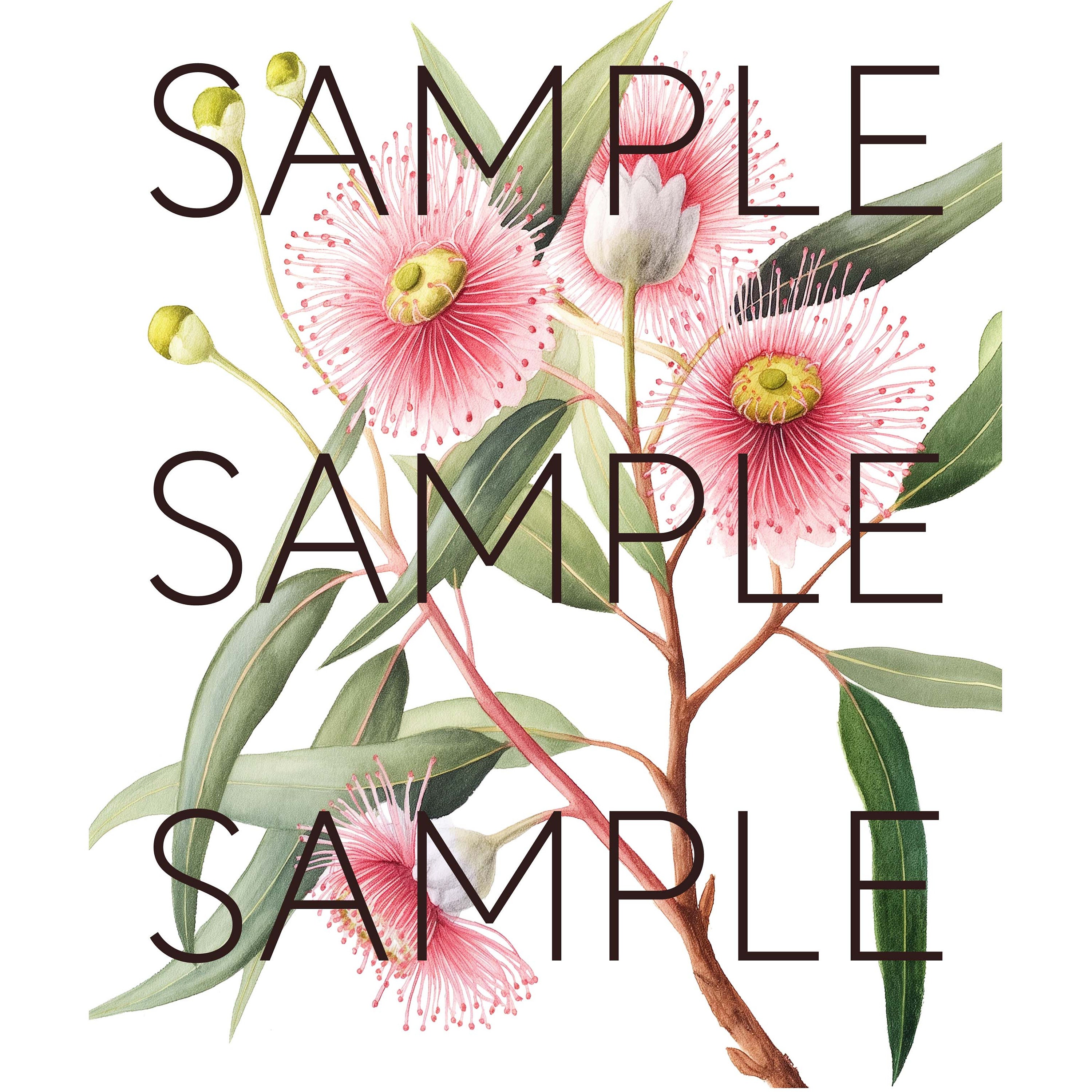 Australian Native Flowers Clipart Gumnut Blossoms Eucalyptus Flowers ...