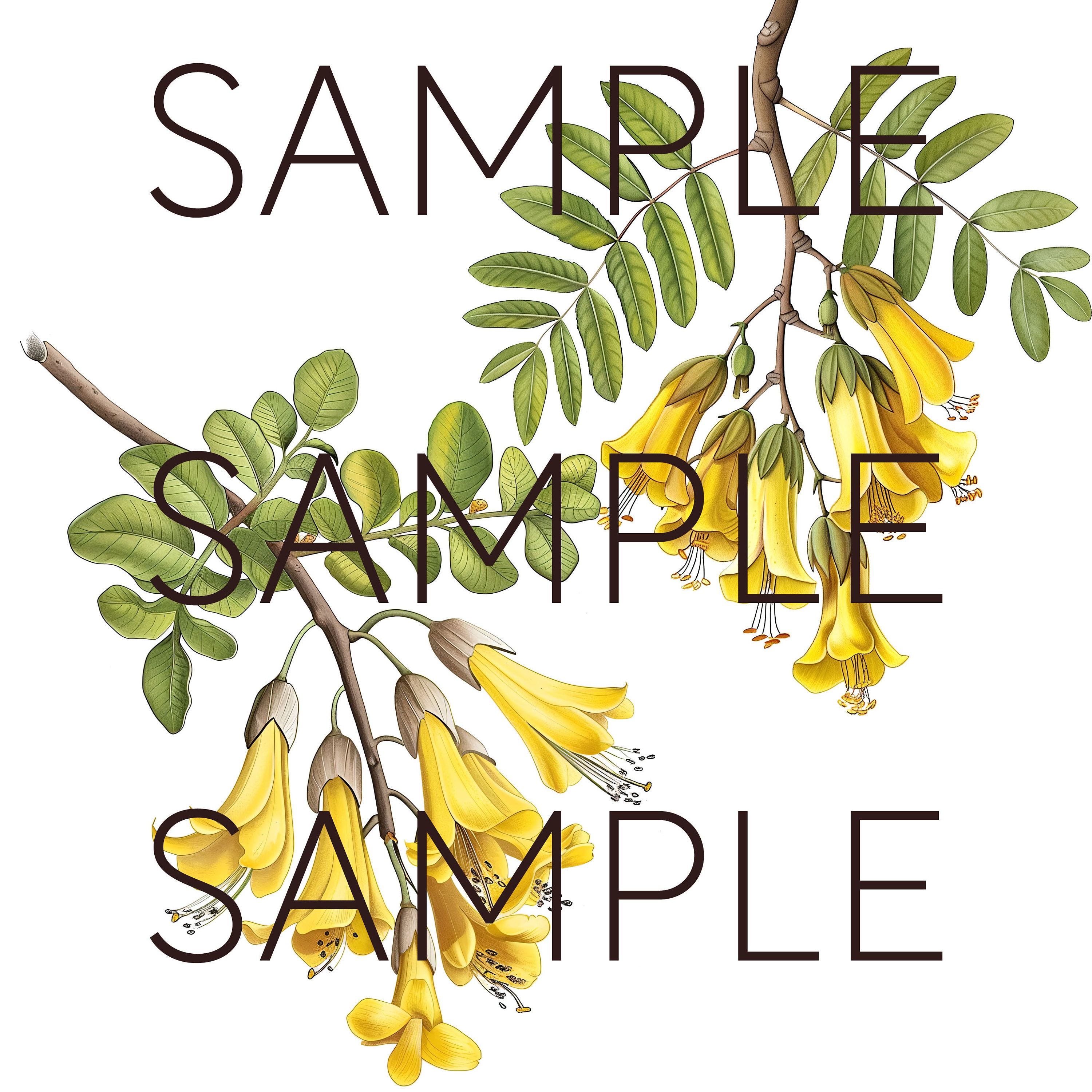 New Zealand Native Flowers Clipart Kowhai Flowers Transparent Pngs Kiwi ...