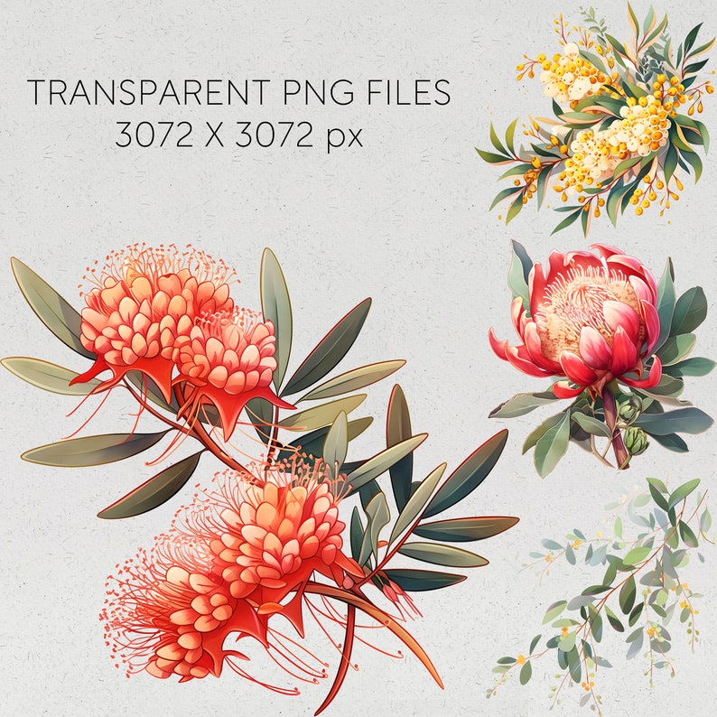 Australian Native Flowers Clipart Flowers Transparent Pngs Aussie Flora ...
