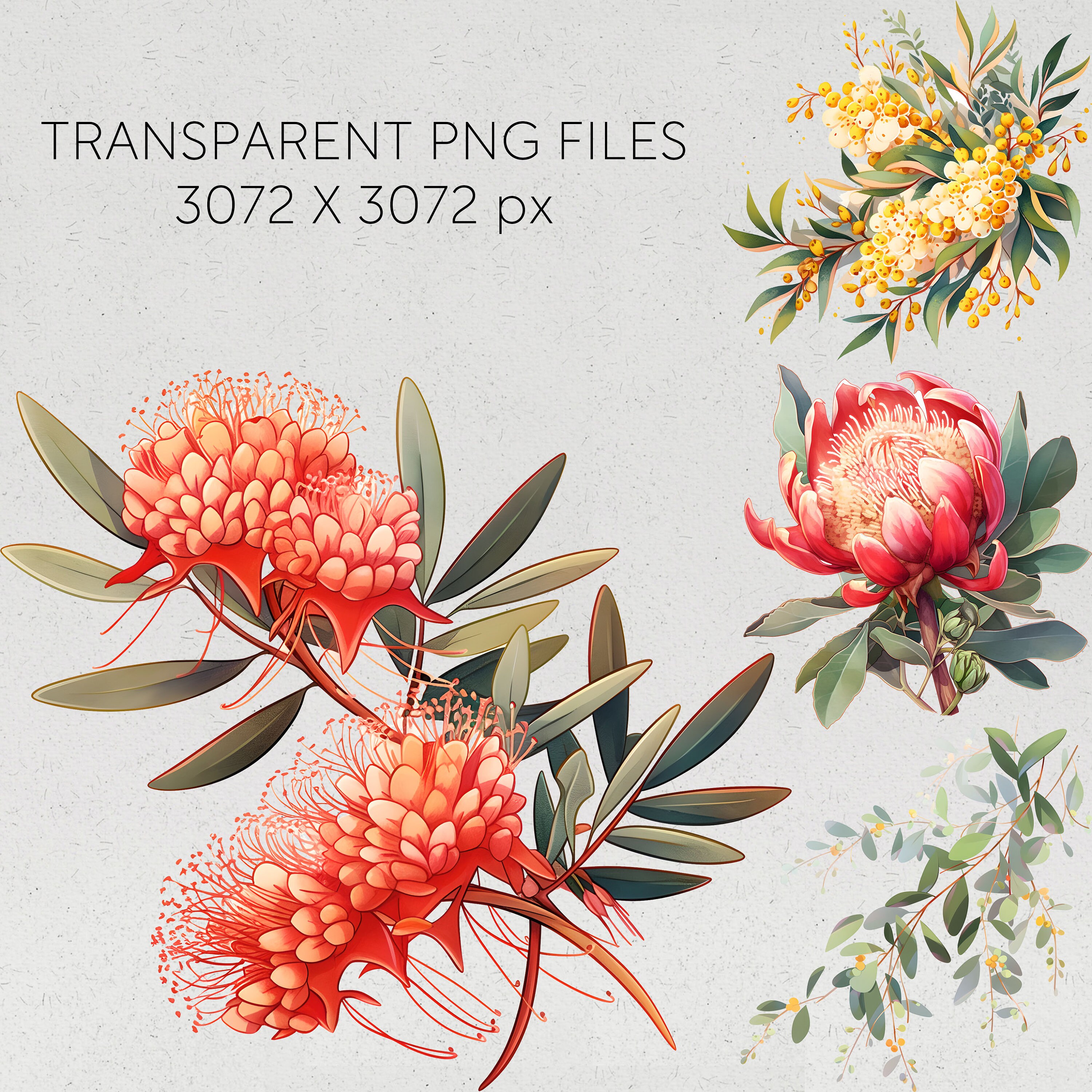 Australian Native Flowers Clipart Flowers Transparent Pngs Aussie Flora ...