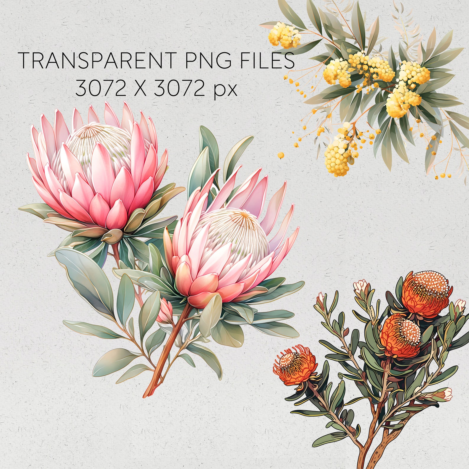 Australian Native Flowers Clipart Flowers Transparent Pngs Aussie Flora ...