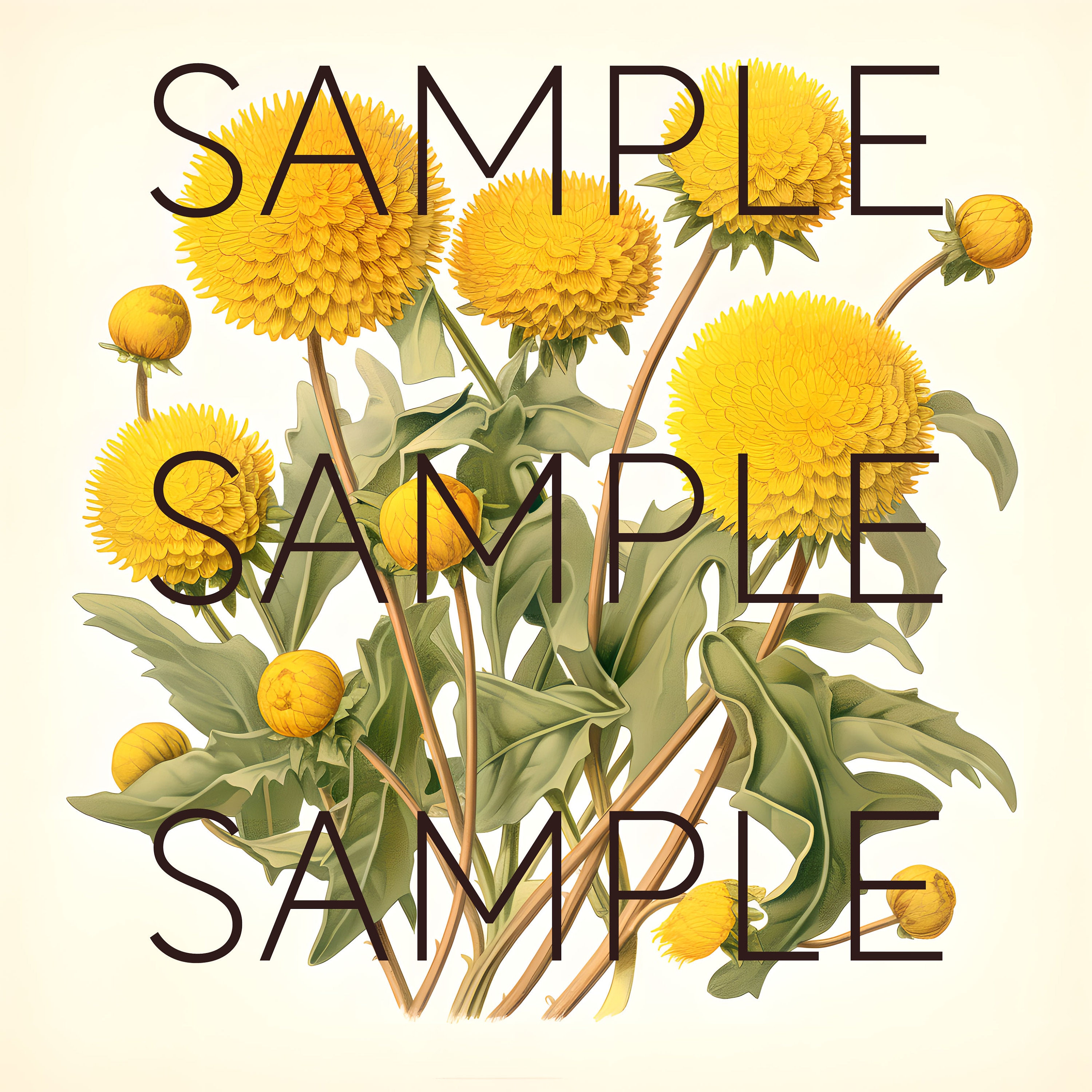 Australian Native Flowers Clipart Billy Buttons Naitve Flowers ...