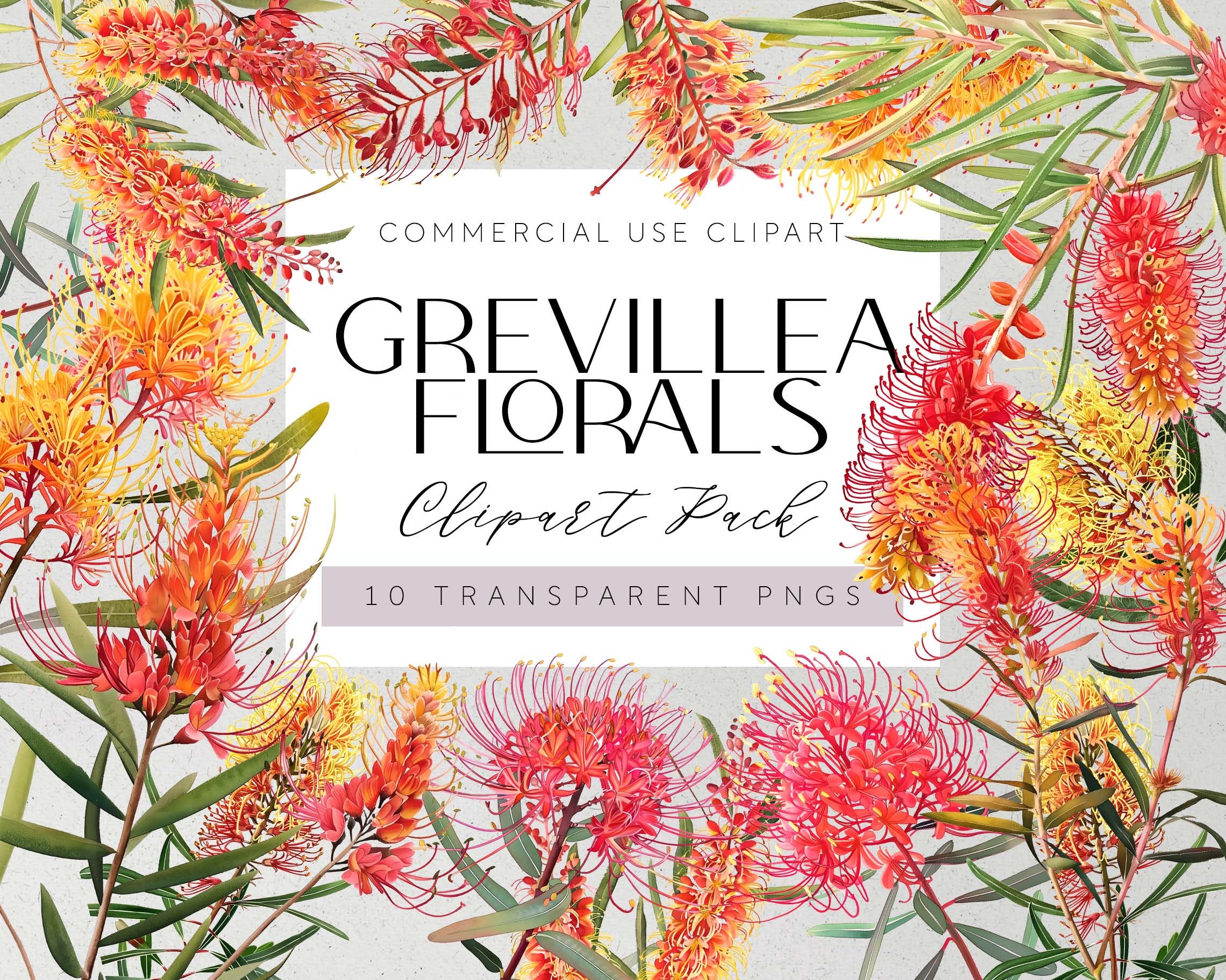 Australian Native Flowers Clipart Grevillea Flowers Transparent Pngs ...