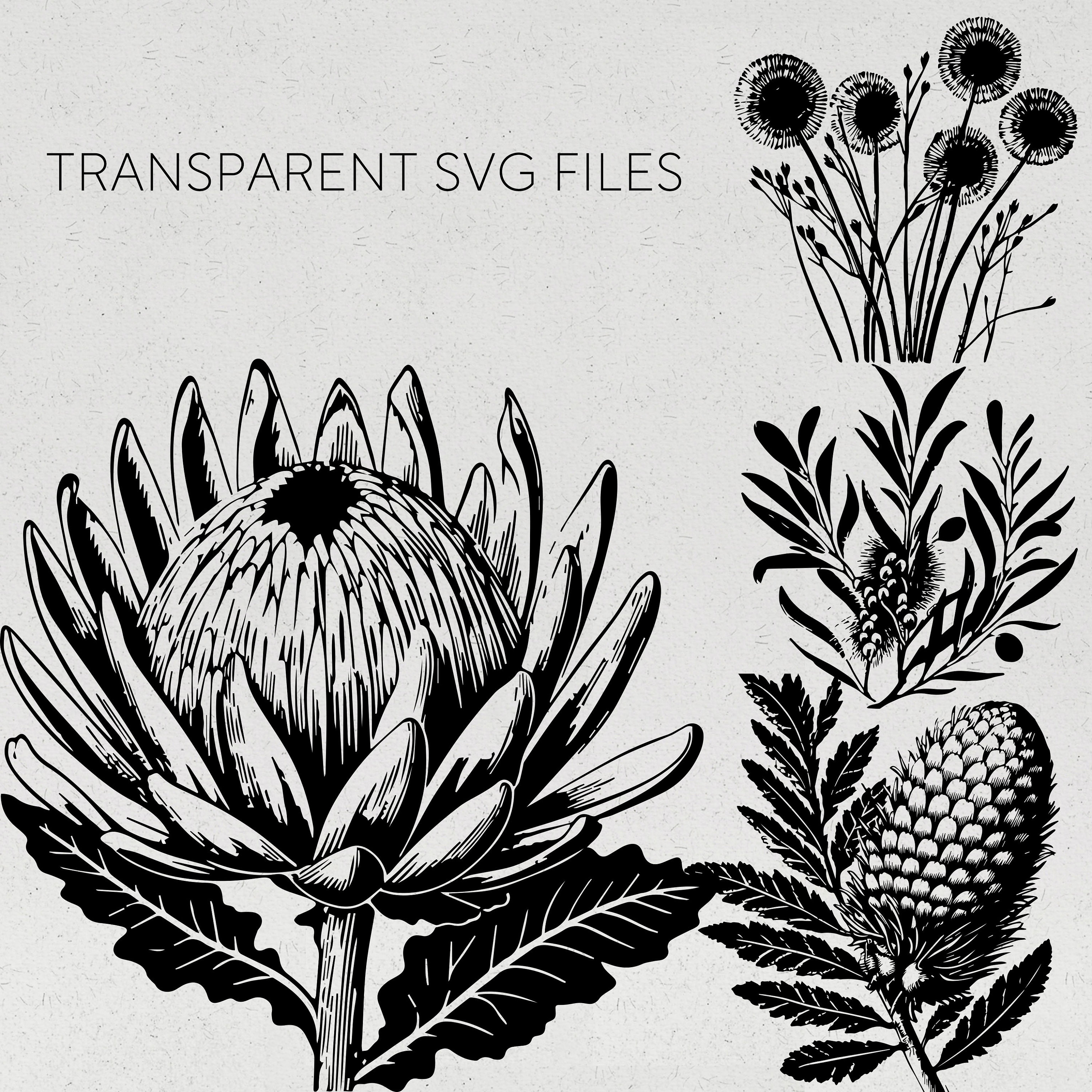 Australian Native Flowers SVG Aussie Botanicals Plotter File Svg ...