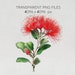 New Zealand Christmas Tree Native Flowers Clipart Pohutukawa Flowers ...