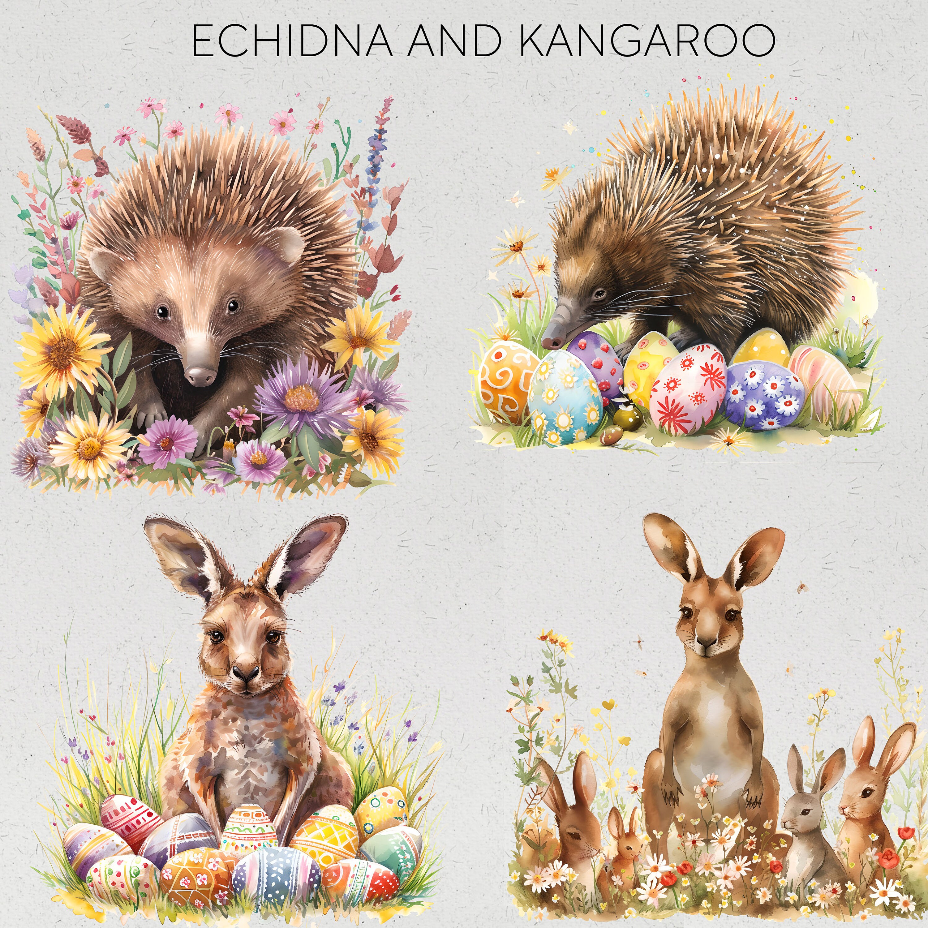Easter Australian Native Animals Clipart Aussie Kangaroo Illustrations ...