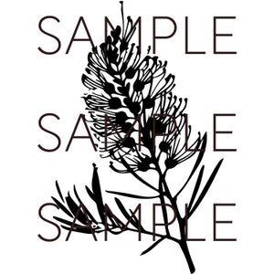 Australian Native Flowers Grevillea SVG Aussie Botanicals Plotter File ...