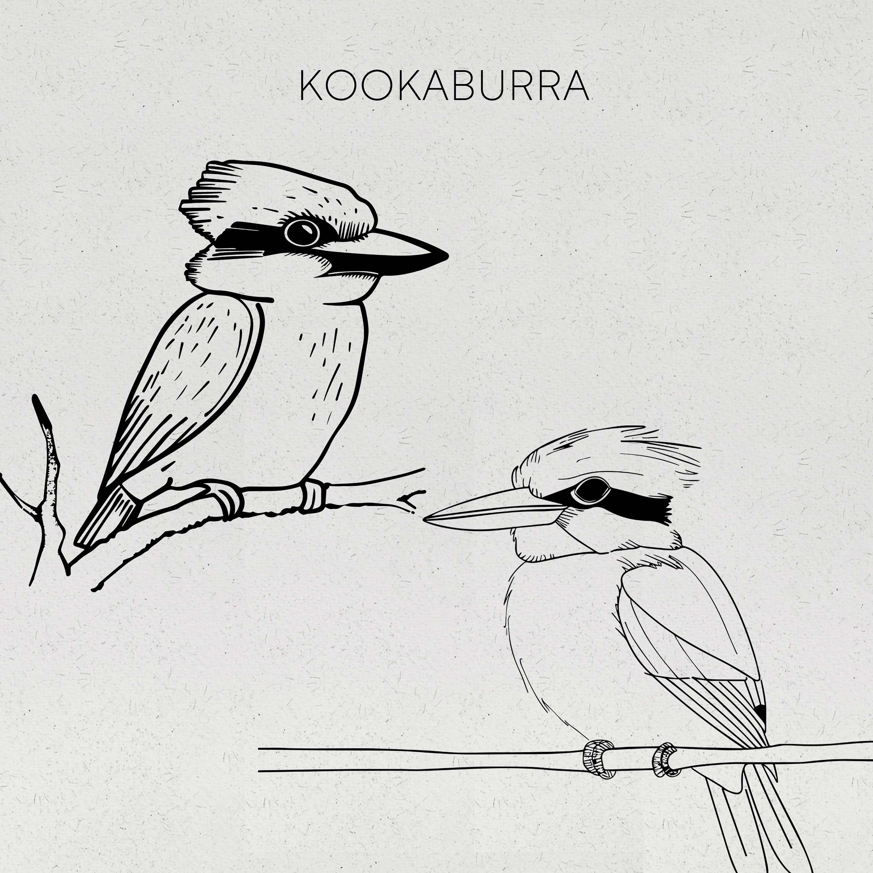 Australian Native Bird SVG Aussie Native Birds PNG Australian Birds ...