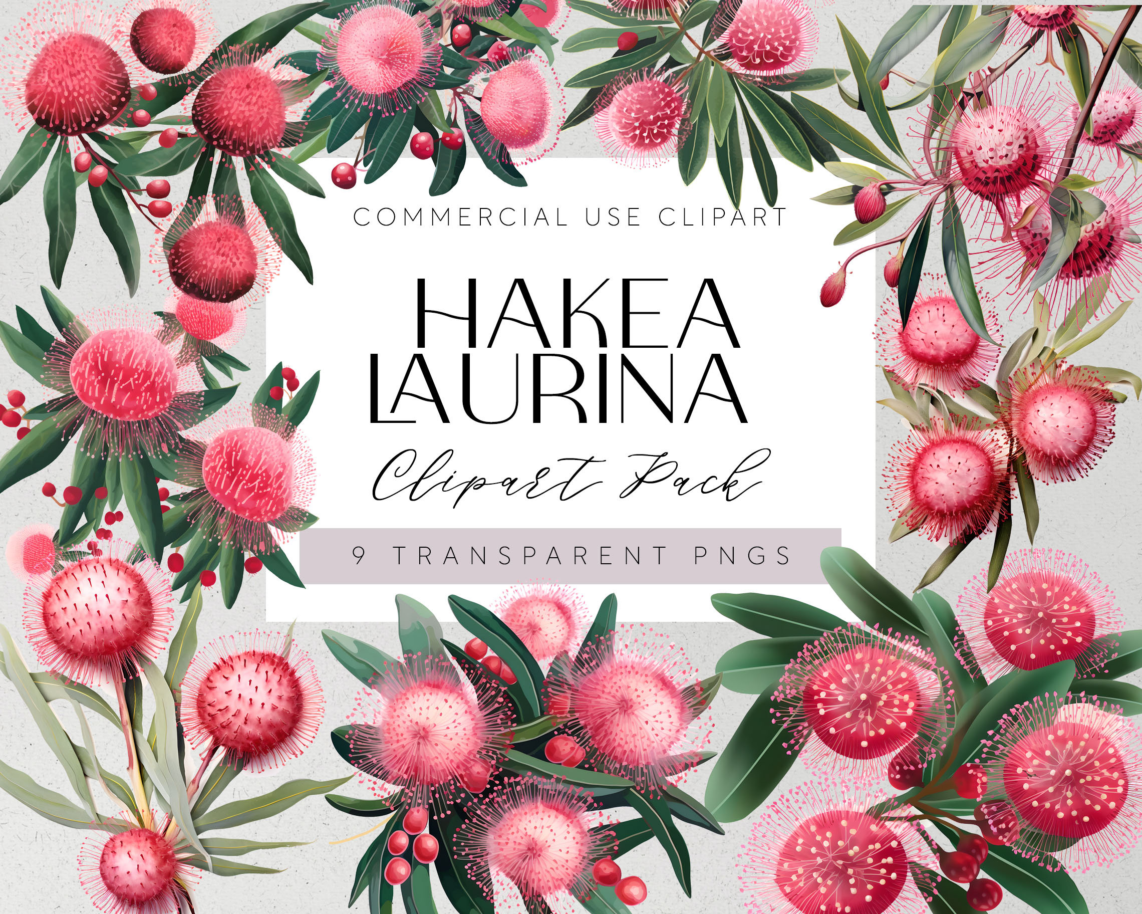 Hakea Laurina Clipart Australian Native Flower Hakea - Etsy