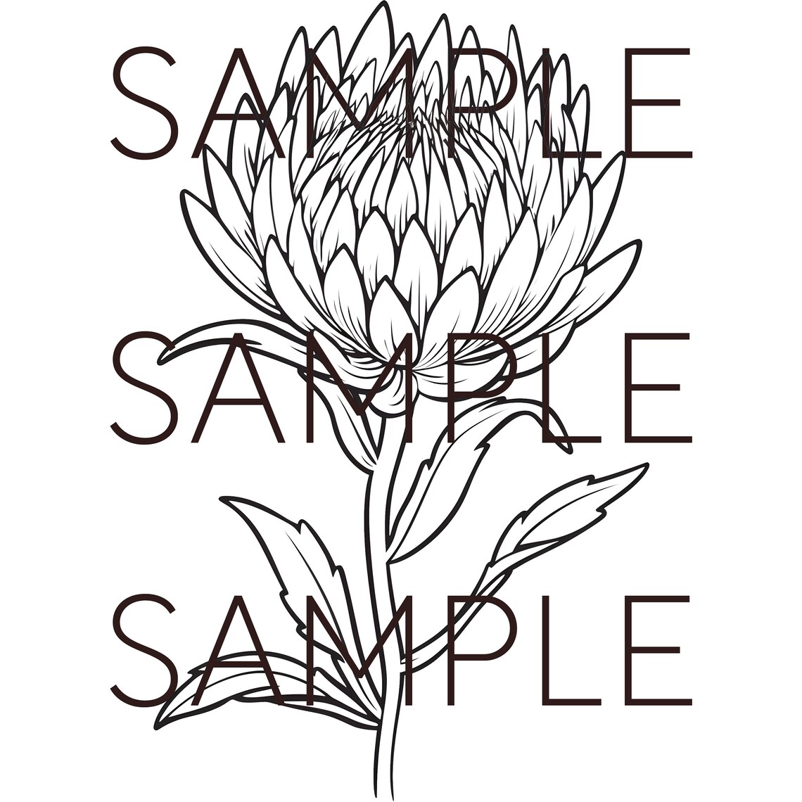 Australian Native Flowers Protea SVG Aussie Botanicals Plotter File Svg ...