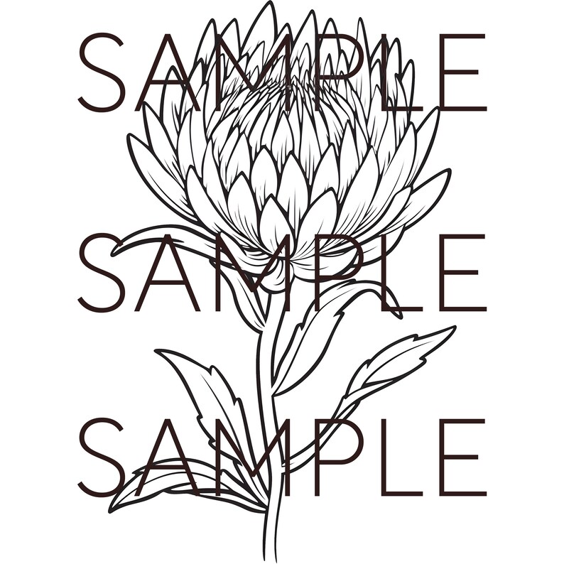 Australian Native Flowers Protea SVG Aussie Botanicals Plotter File Svg ...