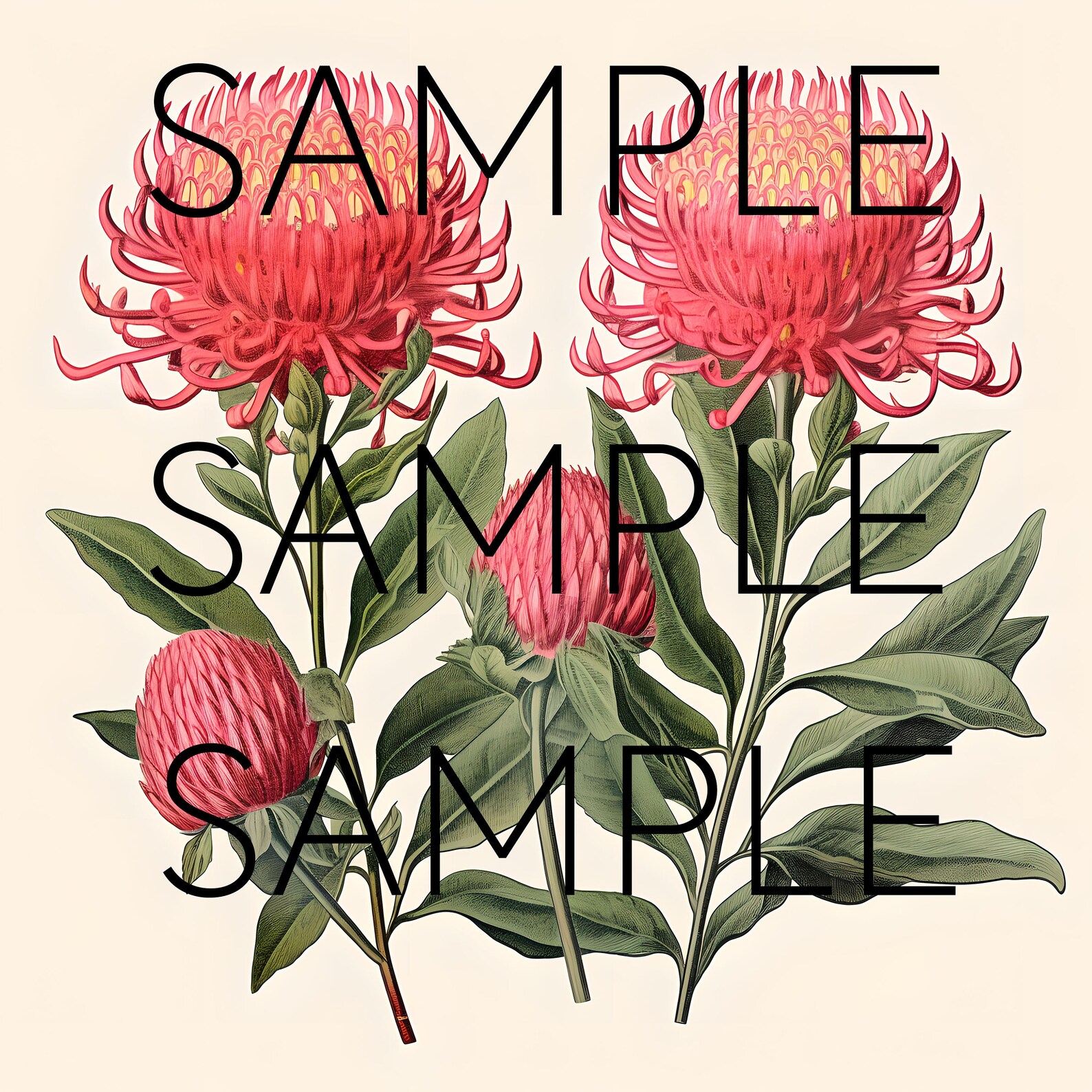 Australian Native Flowers Clipart Vintage Flowers Transparent - Etsy