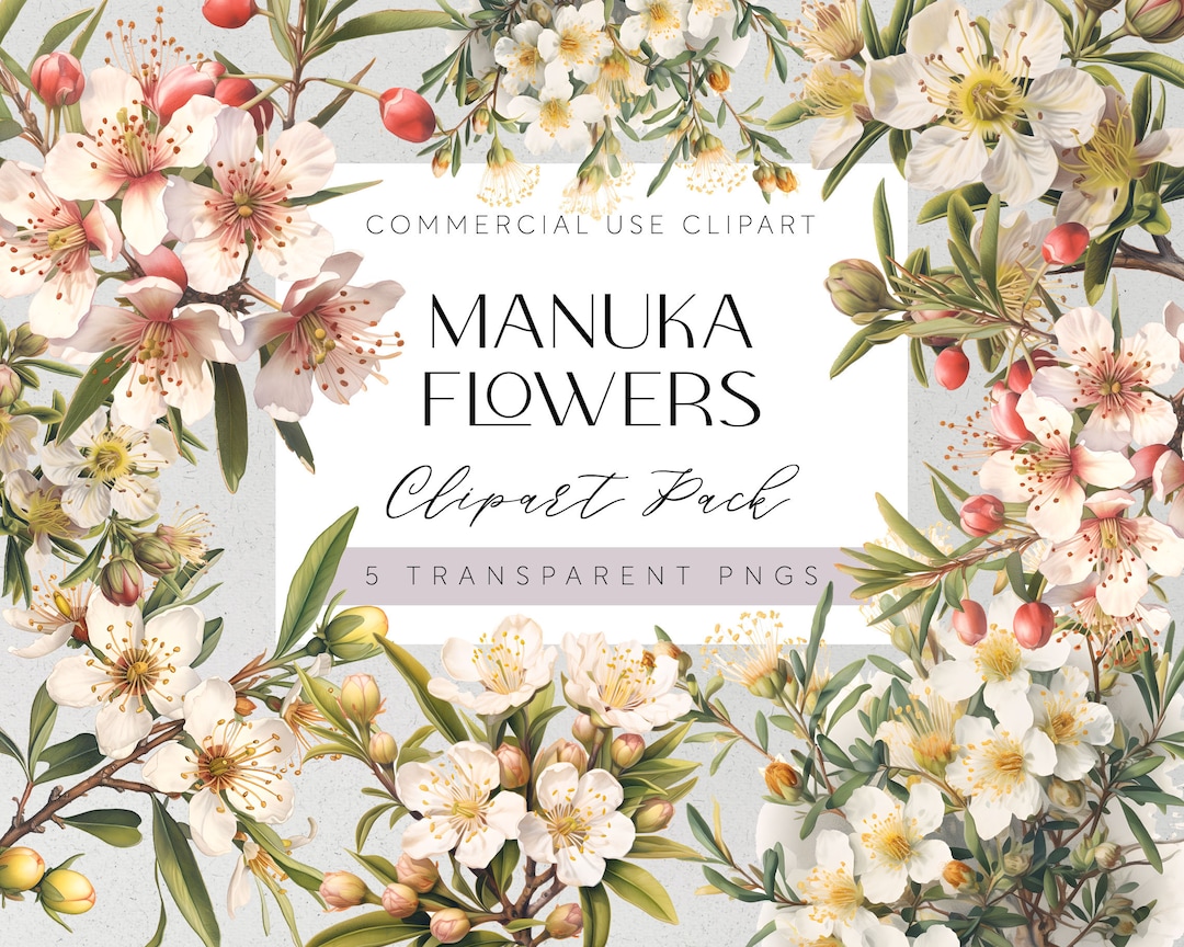 New Zealand Native Flowers Clipart Manuka Flowers Transparent Pngs Kiwi ...