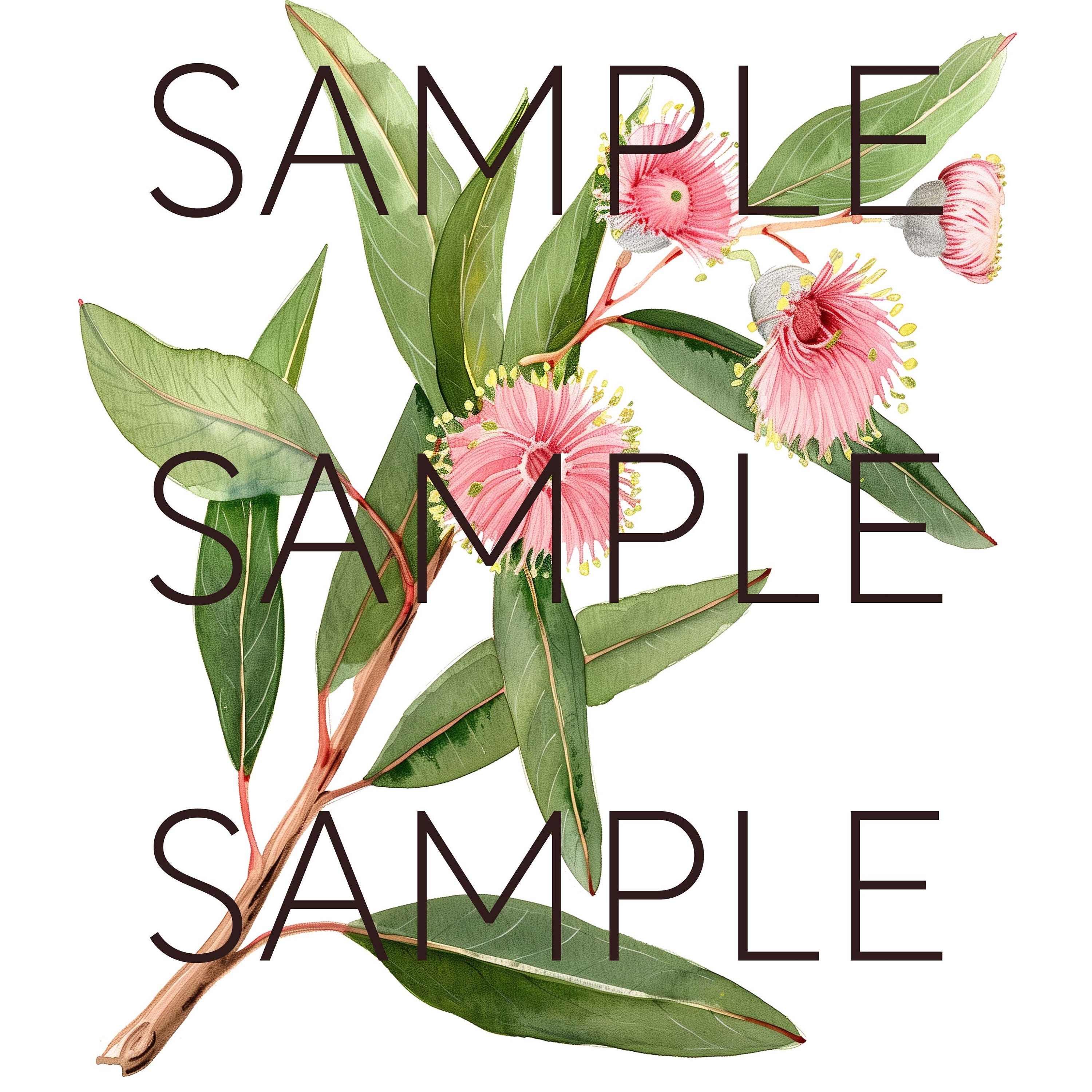 Australian Native Flowers Clipart Gumnut Blossoms Eucalyptus Flowers ...