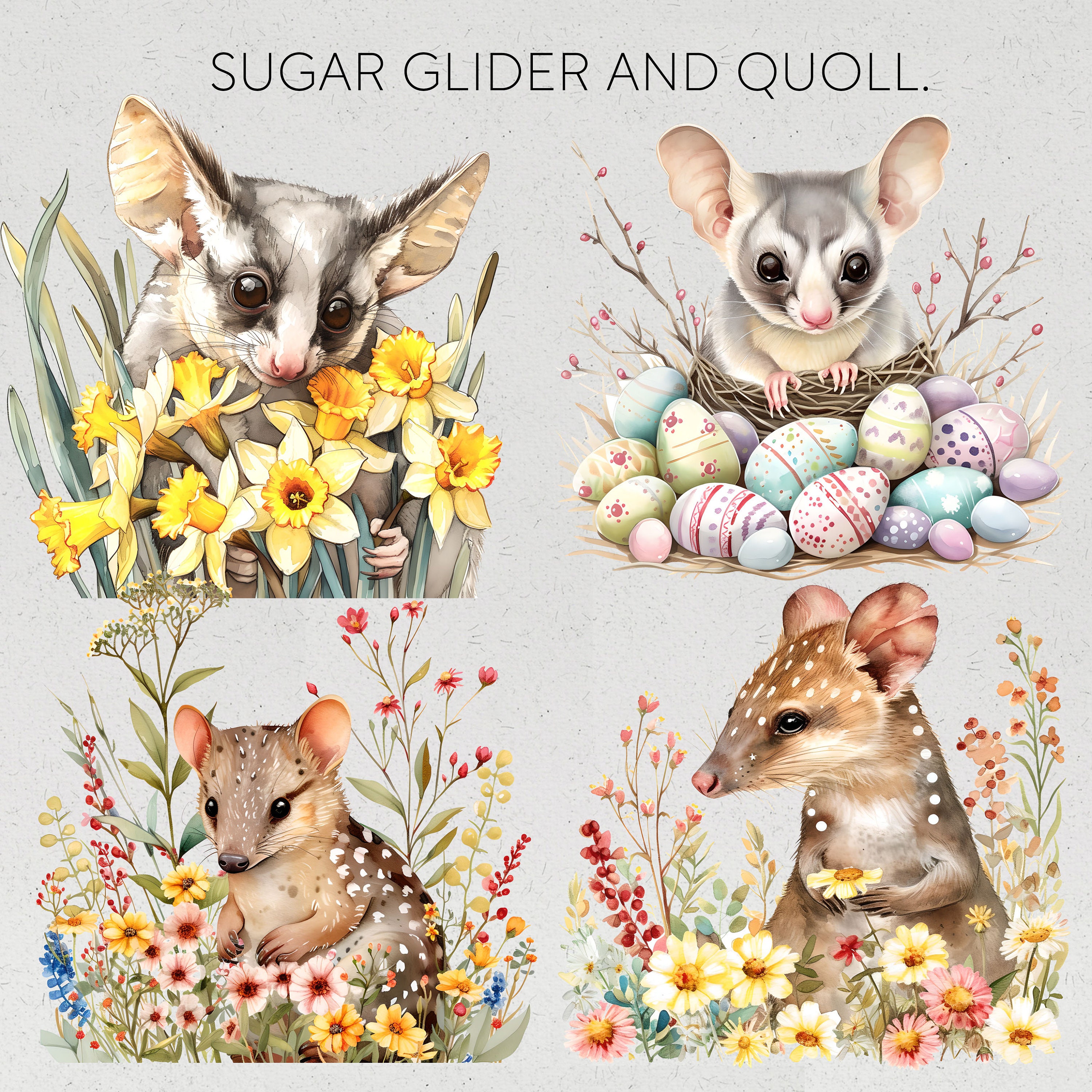 Easter Australian Native Animals Clipart Aussie Kangaroo Illustrations ...