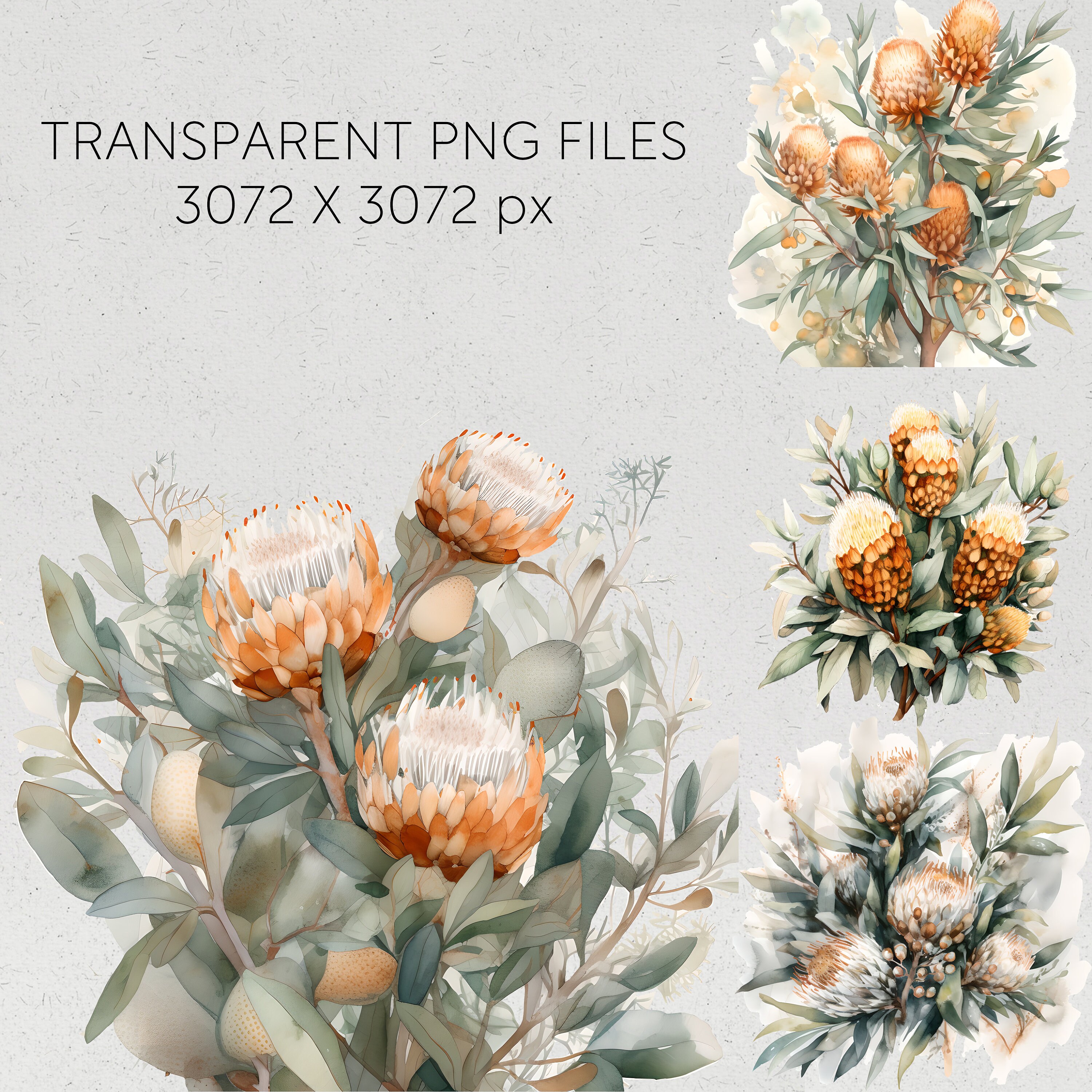 Australian Native Flowers Clipart Banksia Flowers Transparent - Etsy ...