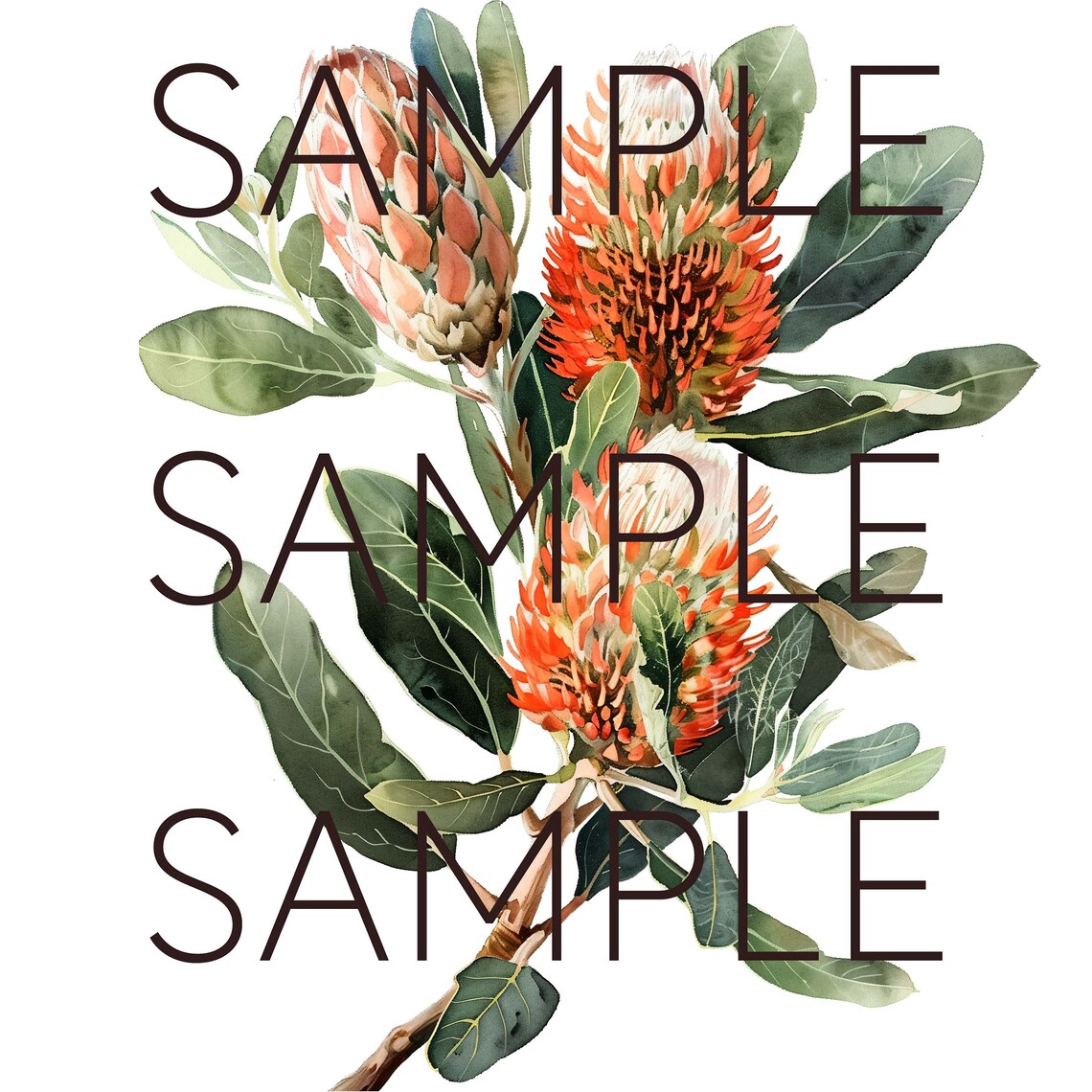 Australian Native Flowers Clipart Banksia Flowers Transparent Pngs ...