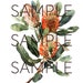 Australian Native Flowers Clipart Banksia Flowers Transparent Pngs ...