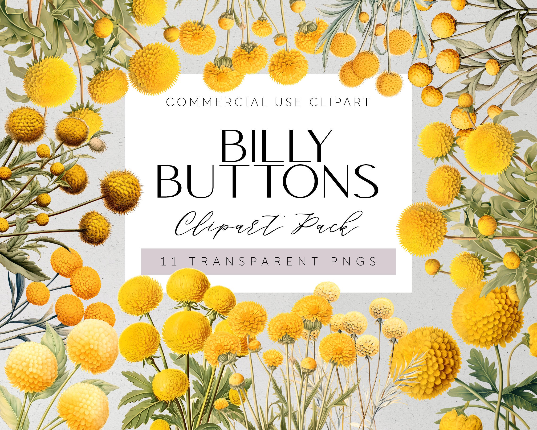 Australian Native Flowers Clipart Billy Buttons Naitve Flowers - Etsy