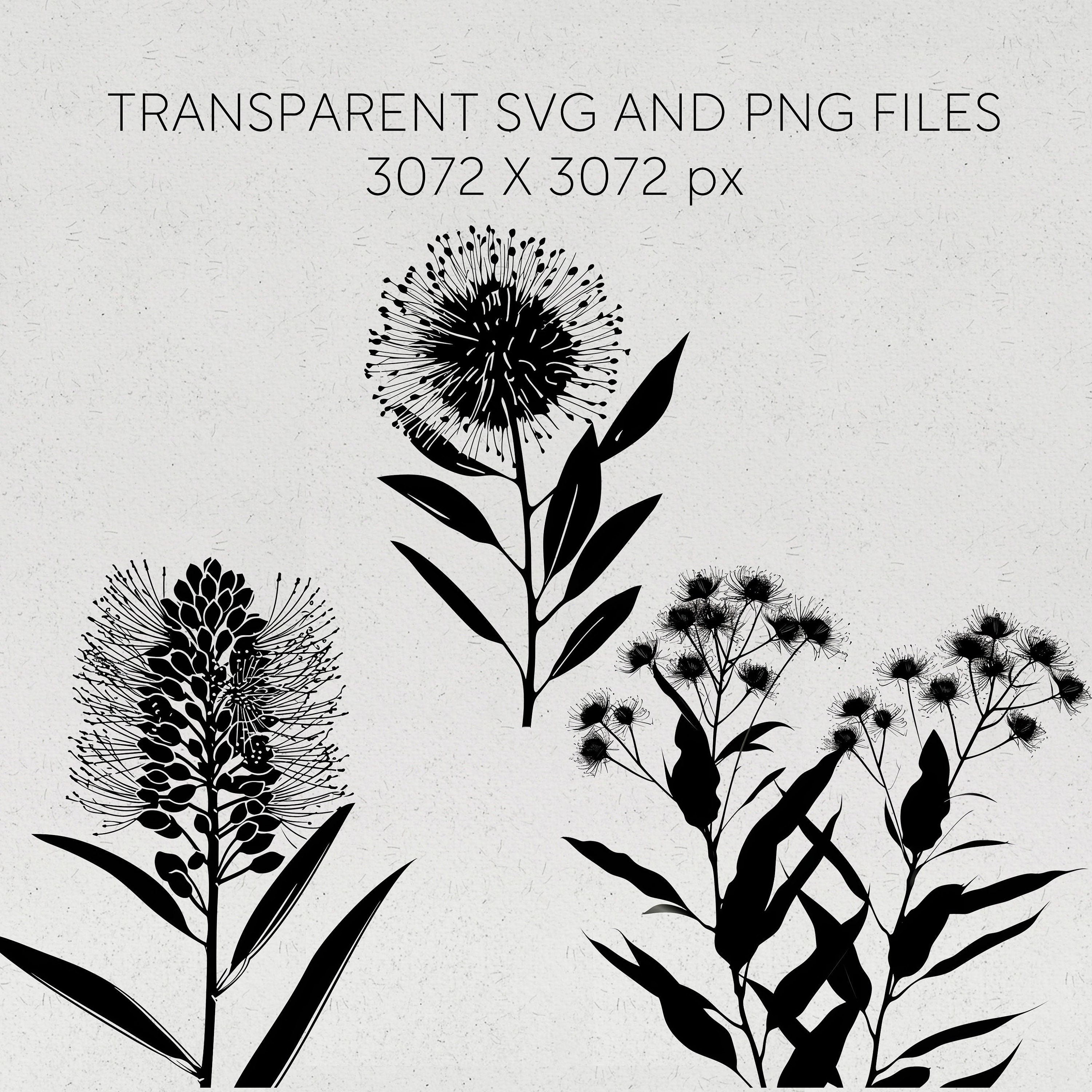 Australian Native Flowers SVG Aussie Botanicals Plotter File Svg ...