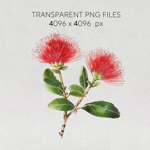 New Zealand Christmas Tree Native Flowers Clipart Pohutukawa Flowers ...