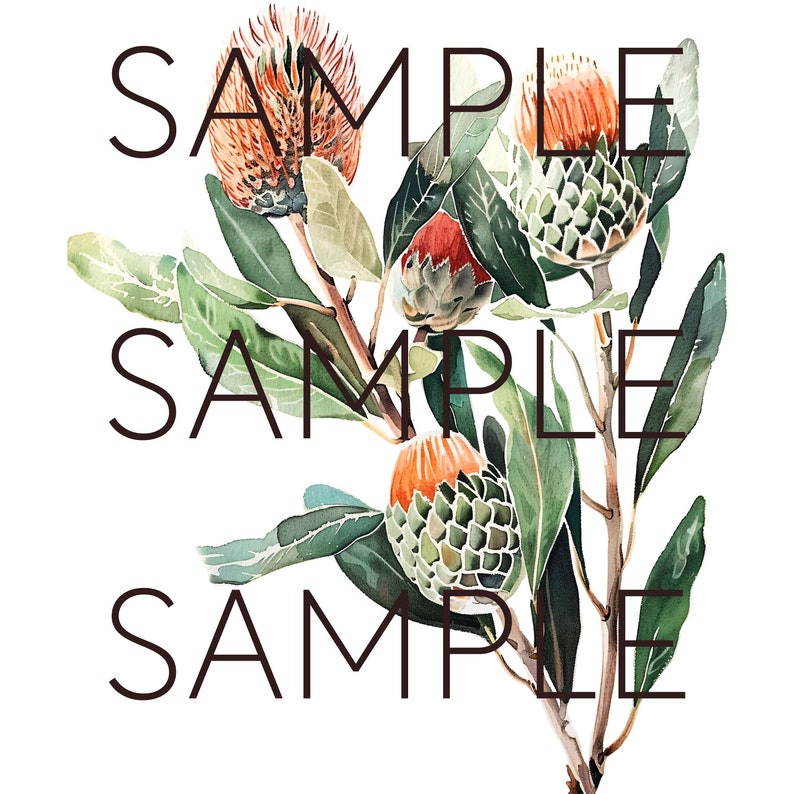 Australian Native Flowers Clipart Banksia Flowers Transparent Pngs ...