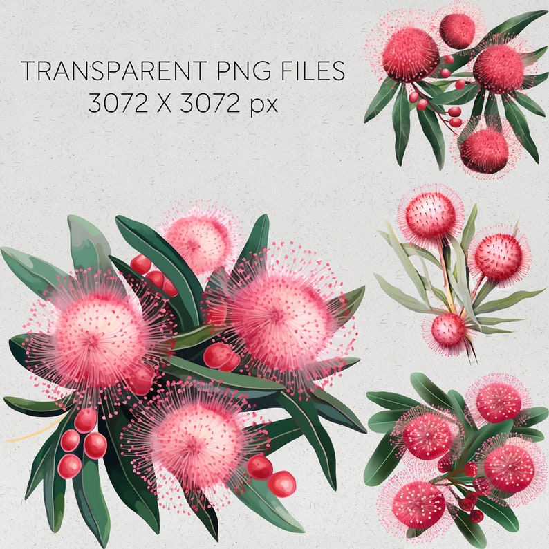 Hakea Laurina Clipart Australian Native Flower Hakea Pincushion ...