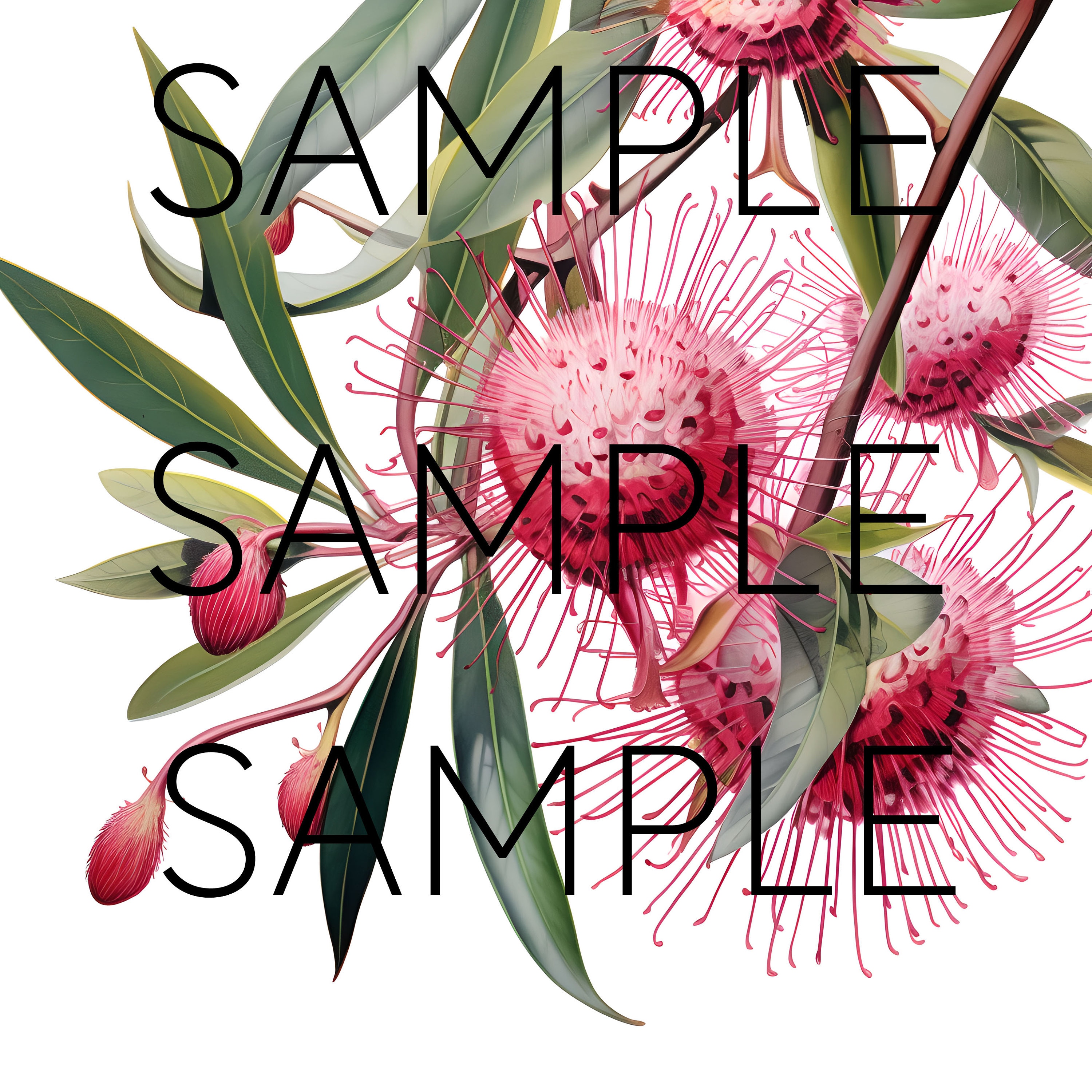 Hakea Laurina Clipart Australian Native Flower Hakea Pincushion ...