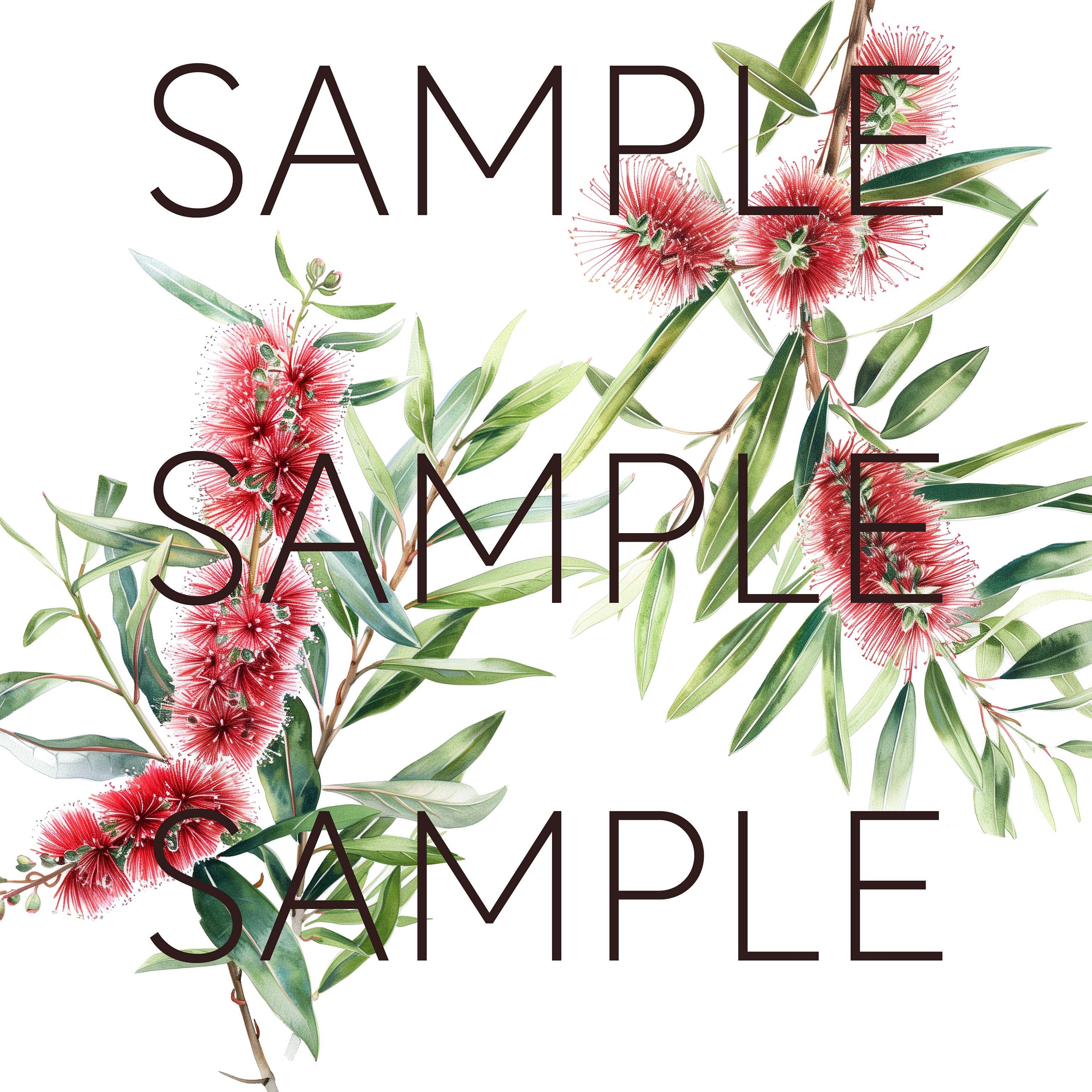 Australian Native Flowers Clipart Bottle Brush Flowers Transparent PNG ...