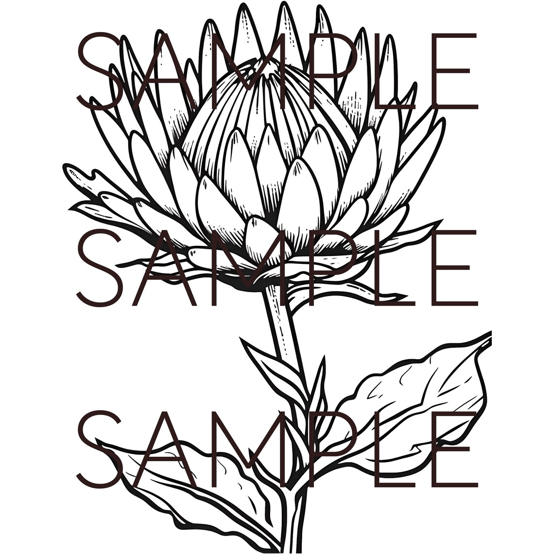 Australian Native Flowers Protea SVG Aussie Botanicals Plotter File Svg ...