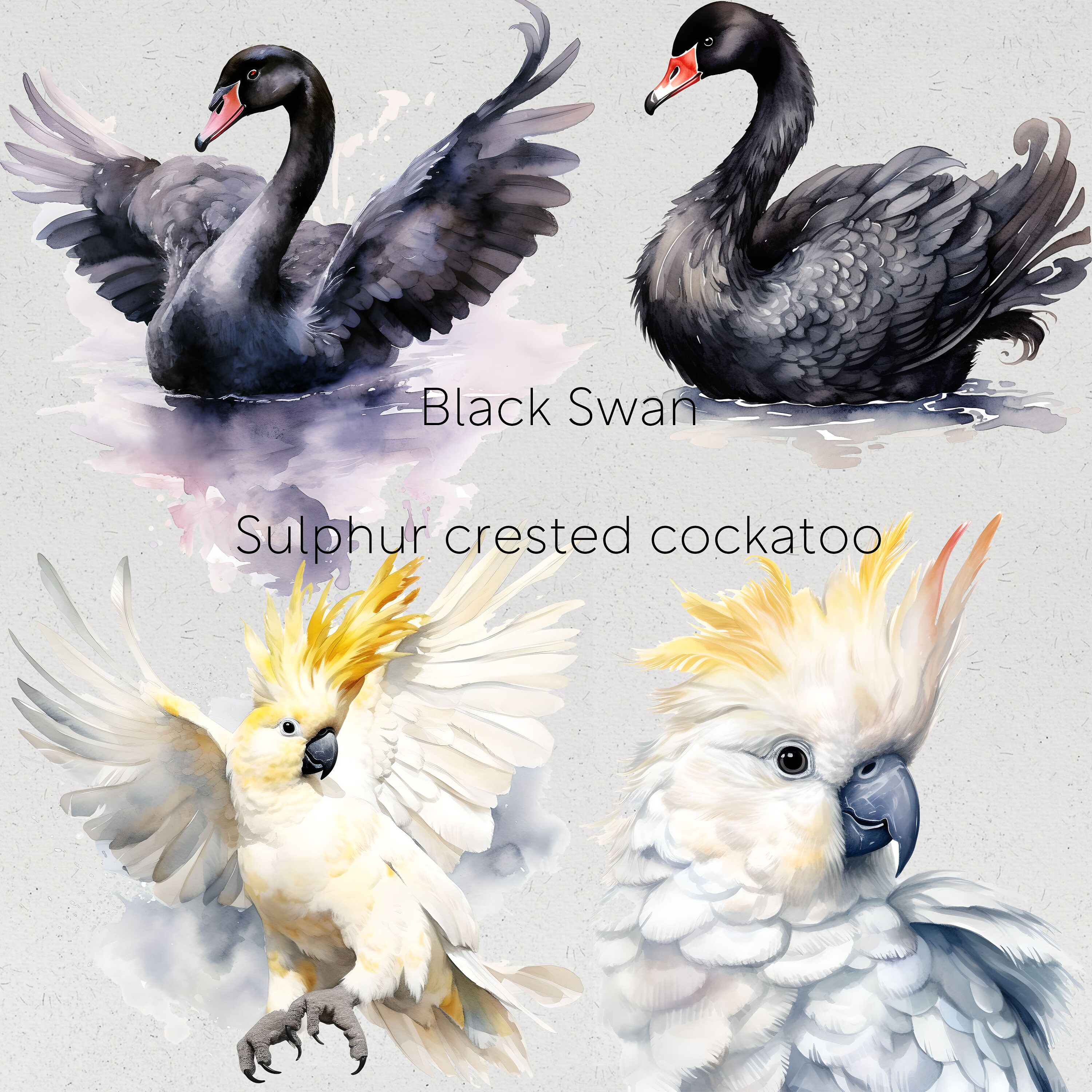 Australian Native Birds Clipart Aussie Native Birds Illustrations ...