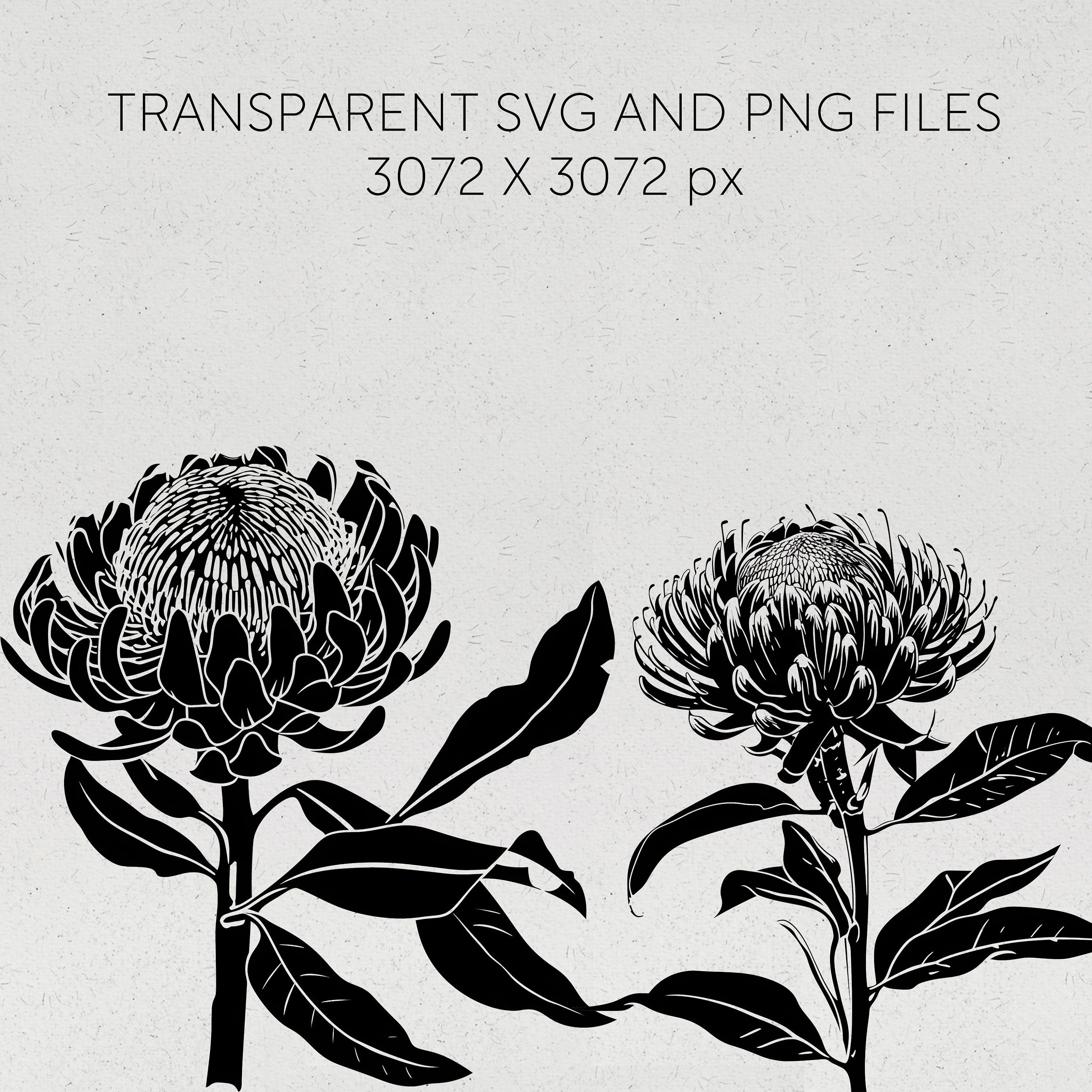 Australian Native Flowers SVG Aussie Botanicals Plotter File Svg ...