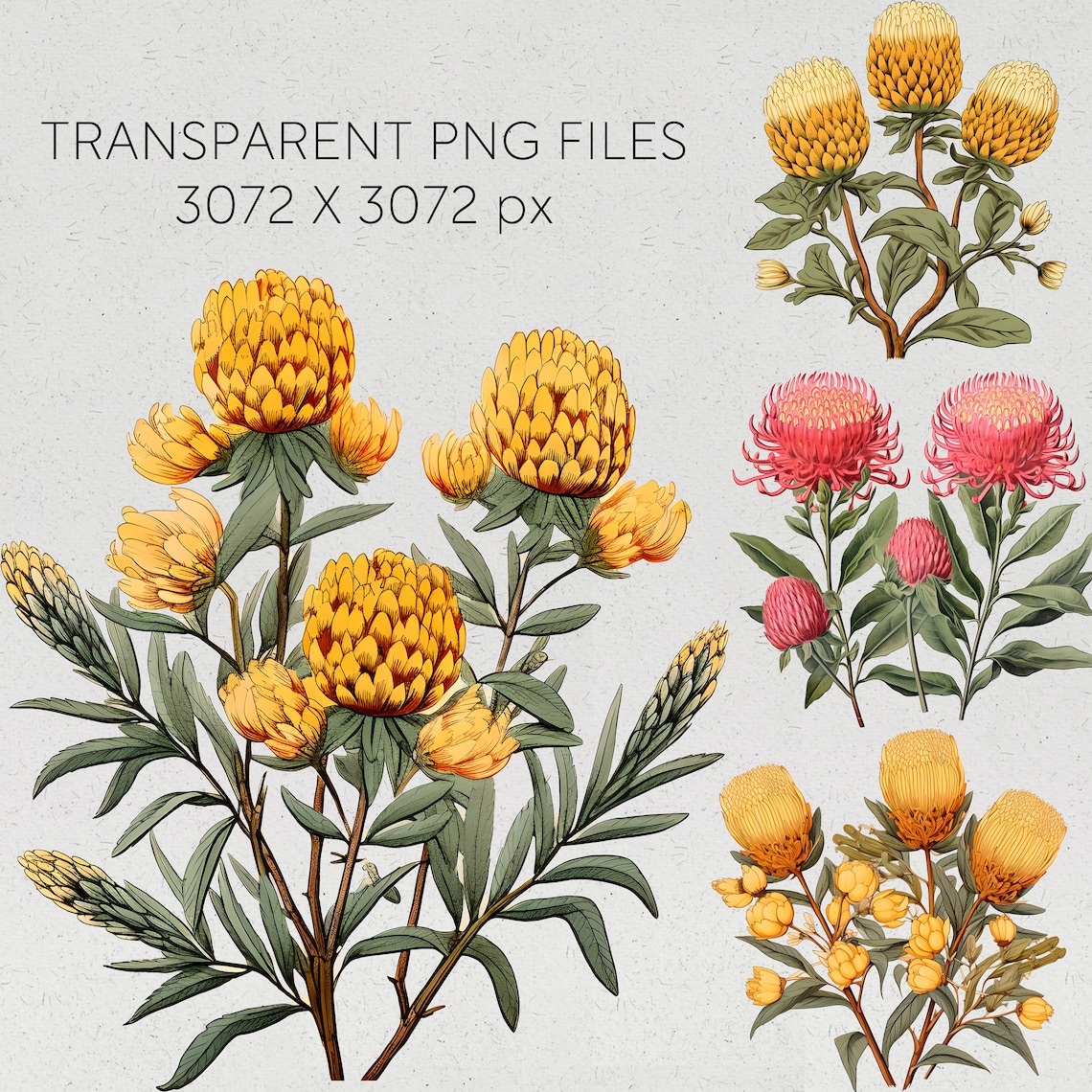 Australian Native Flowers Clipart Vintage Flowers Transparent - Etsy
