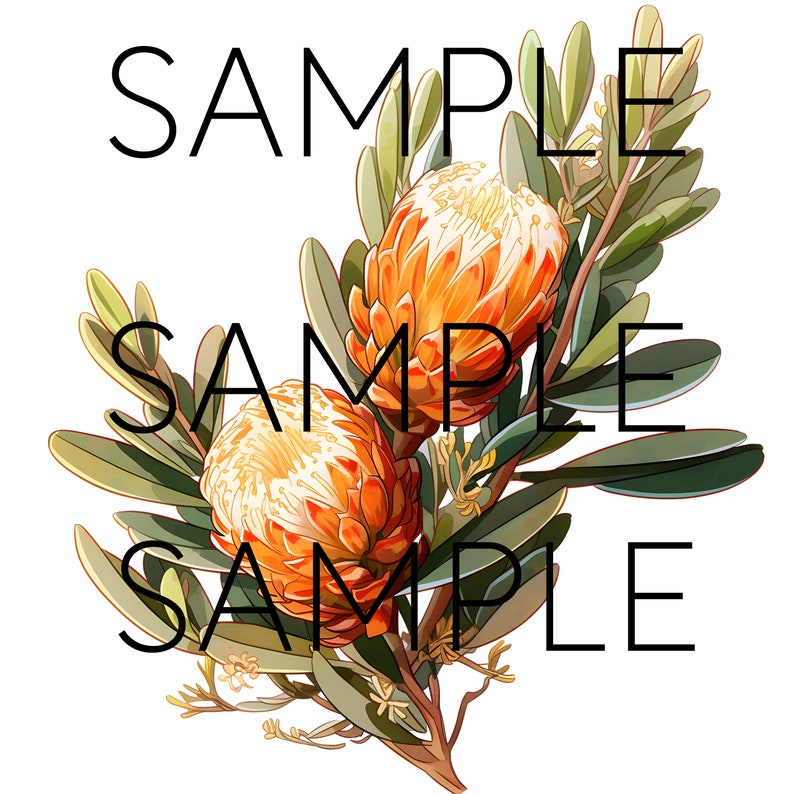 Australian Native Flowers Clipart Flowers Transparent Pngs Aussie Flora ...
