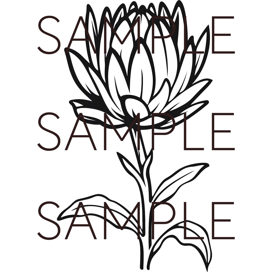 Australian Native Flowers Protea SVG Aussie Botanicals Plotter File Svg ...