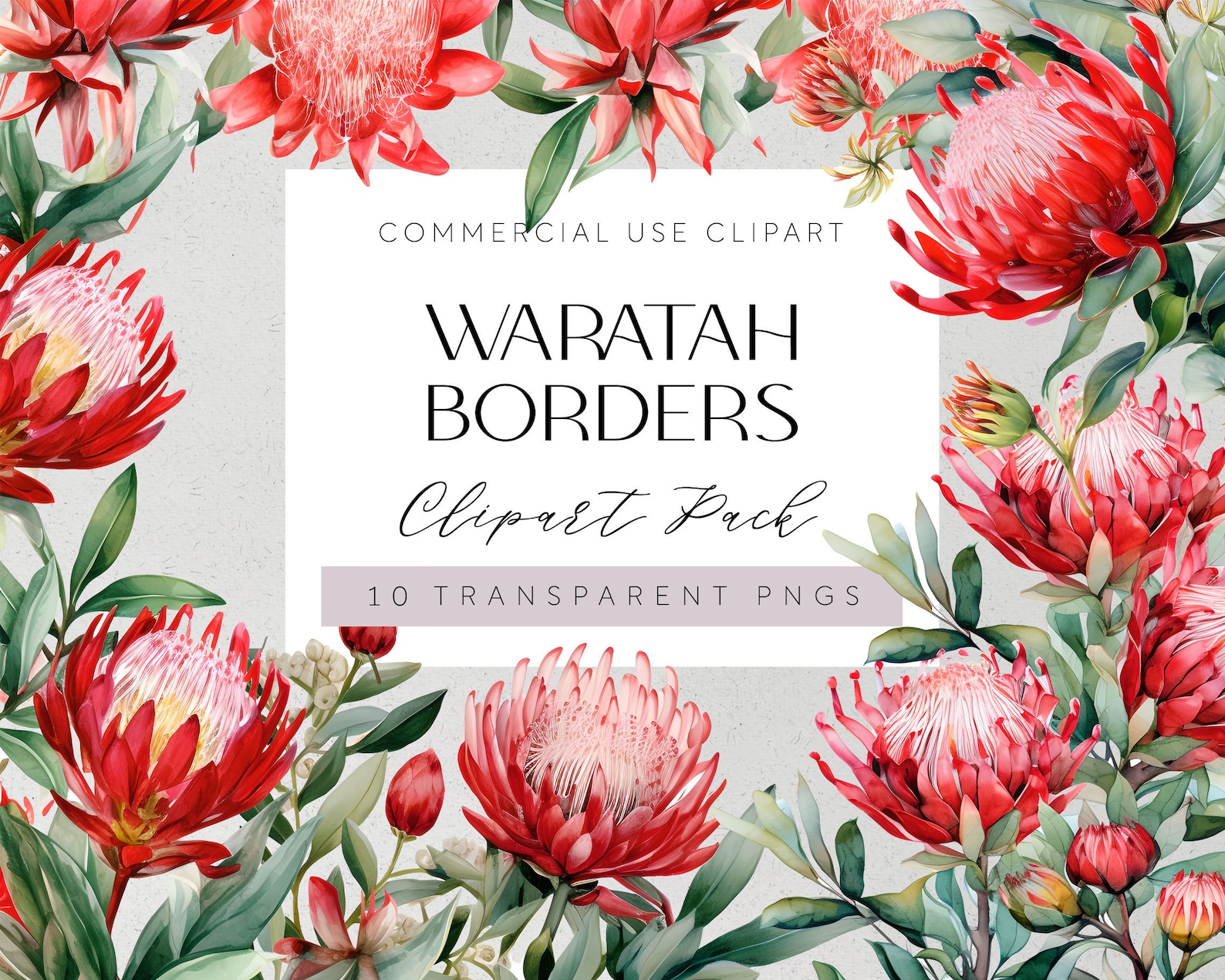 Australian Native Floral Border Australian Flowers Waratah Borders ...