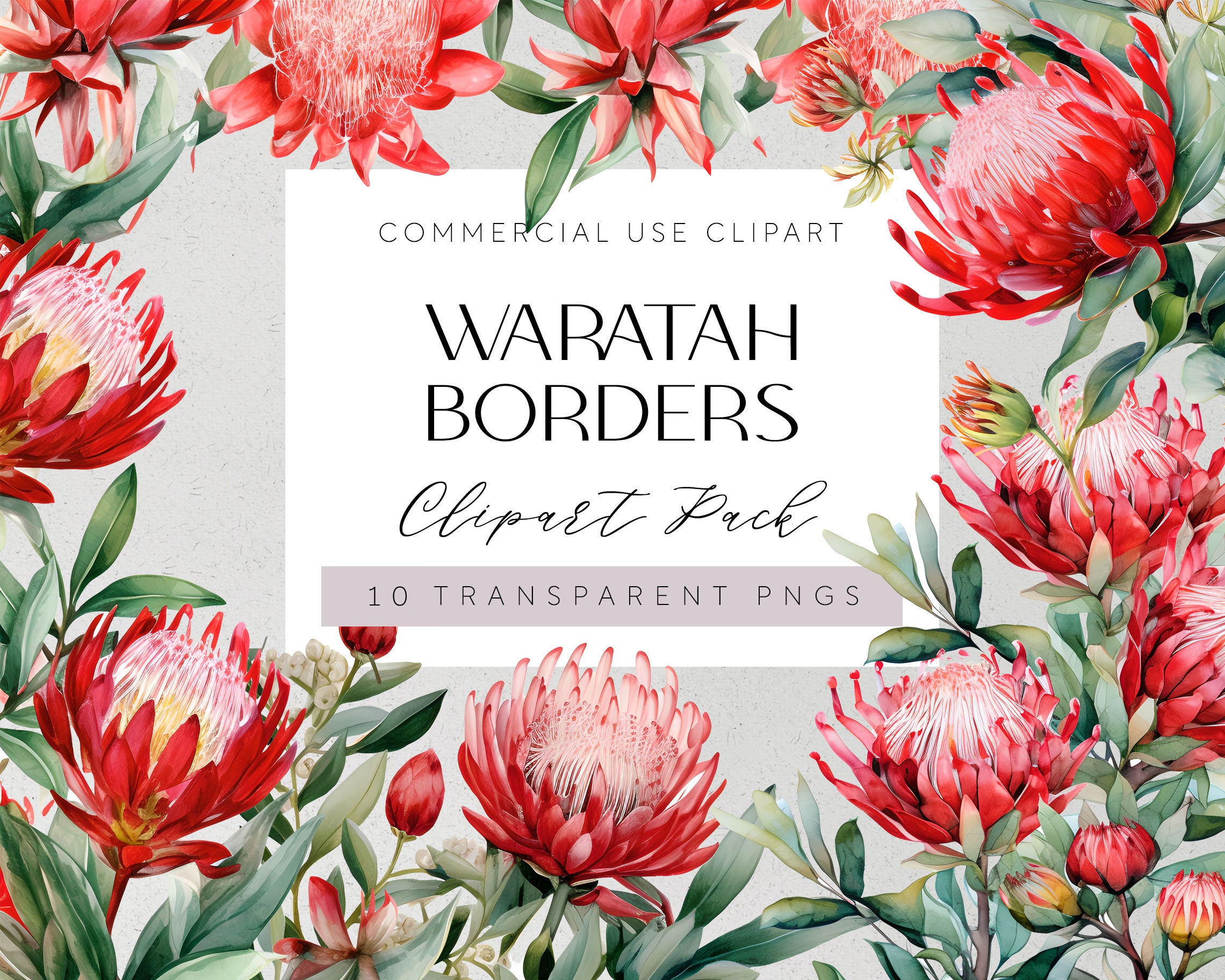 Australian Native Floral Border Australian Flowers Waratah - Etsy Australia