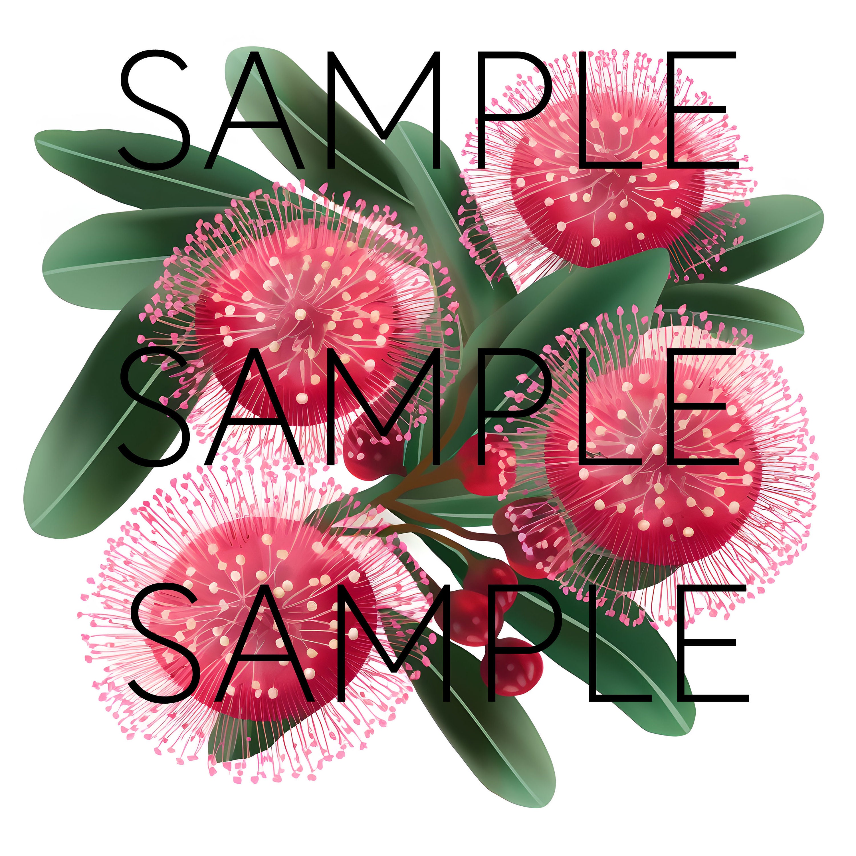 Hakea Laurina Clipart Australian Native Flower Hakea Pincushion ...