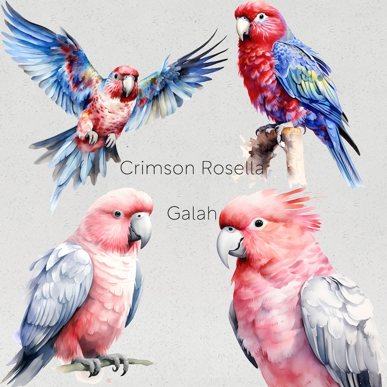 Australian Native Birds Clipart Aussie Native Birds Illustrations ...