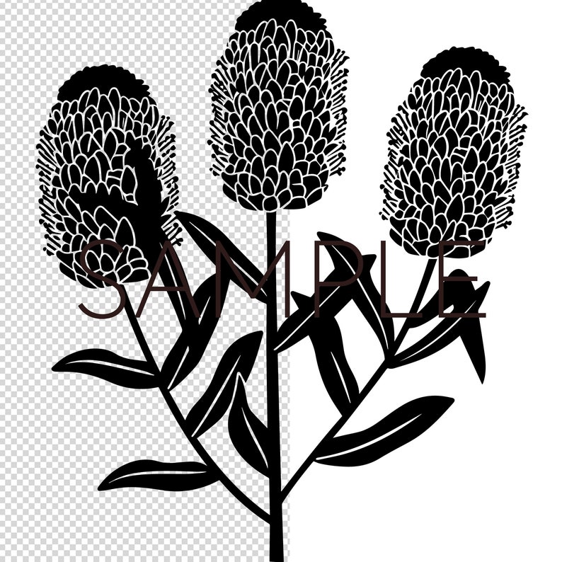 Australian Native Flowers Banksia SVG Aussie Botanicals Plotter File ...