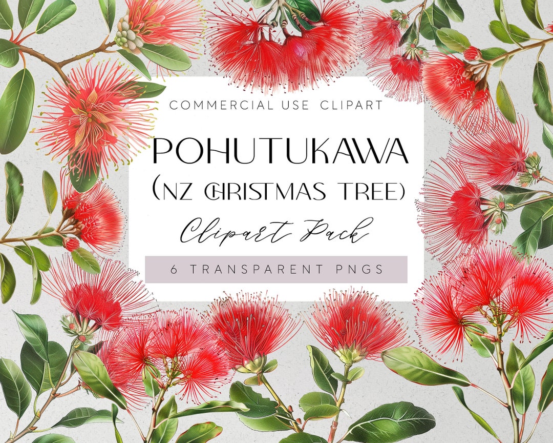 New Zealand Christmas Tree Native Flowers Clipart Pohutukawa Flowers ...