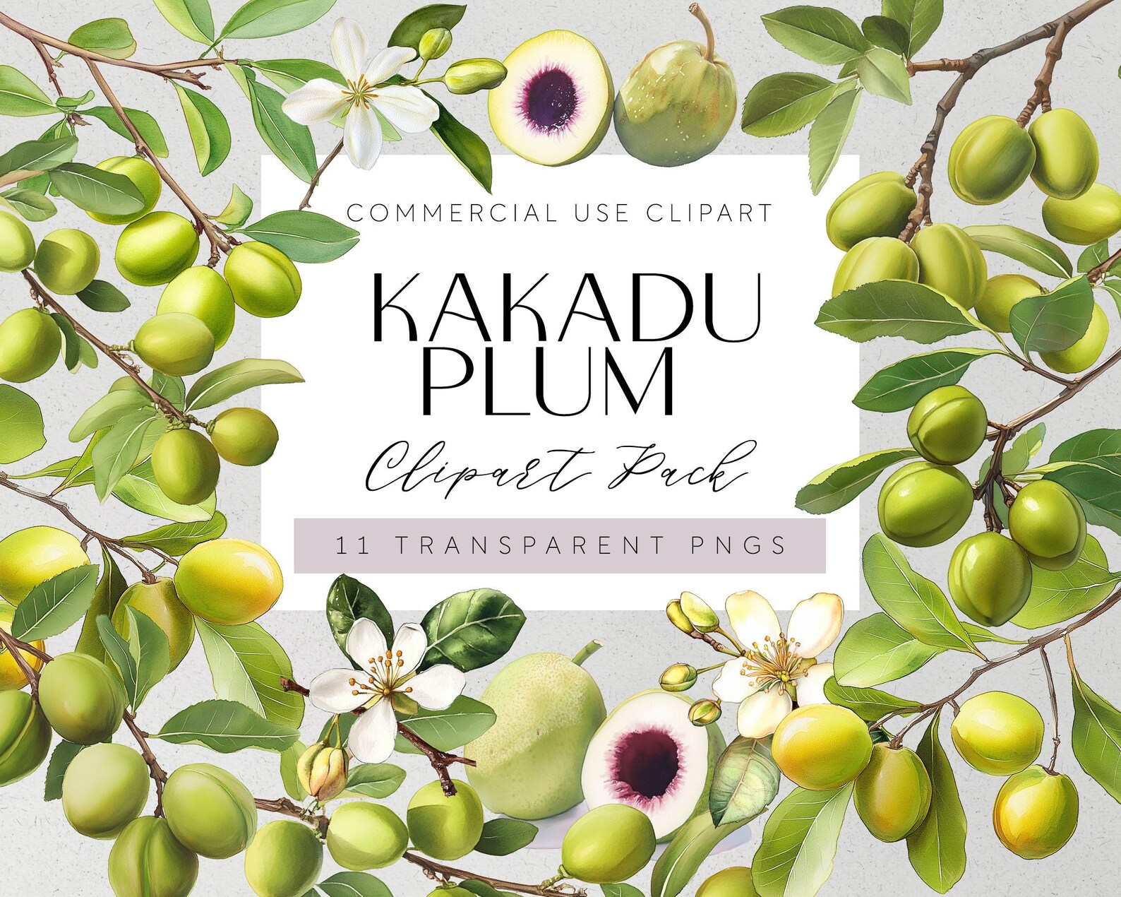 Australian Native Flowers Clipart Kakaku Plum Flowers Transparent PNG ...