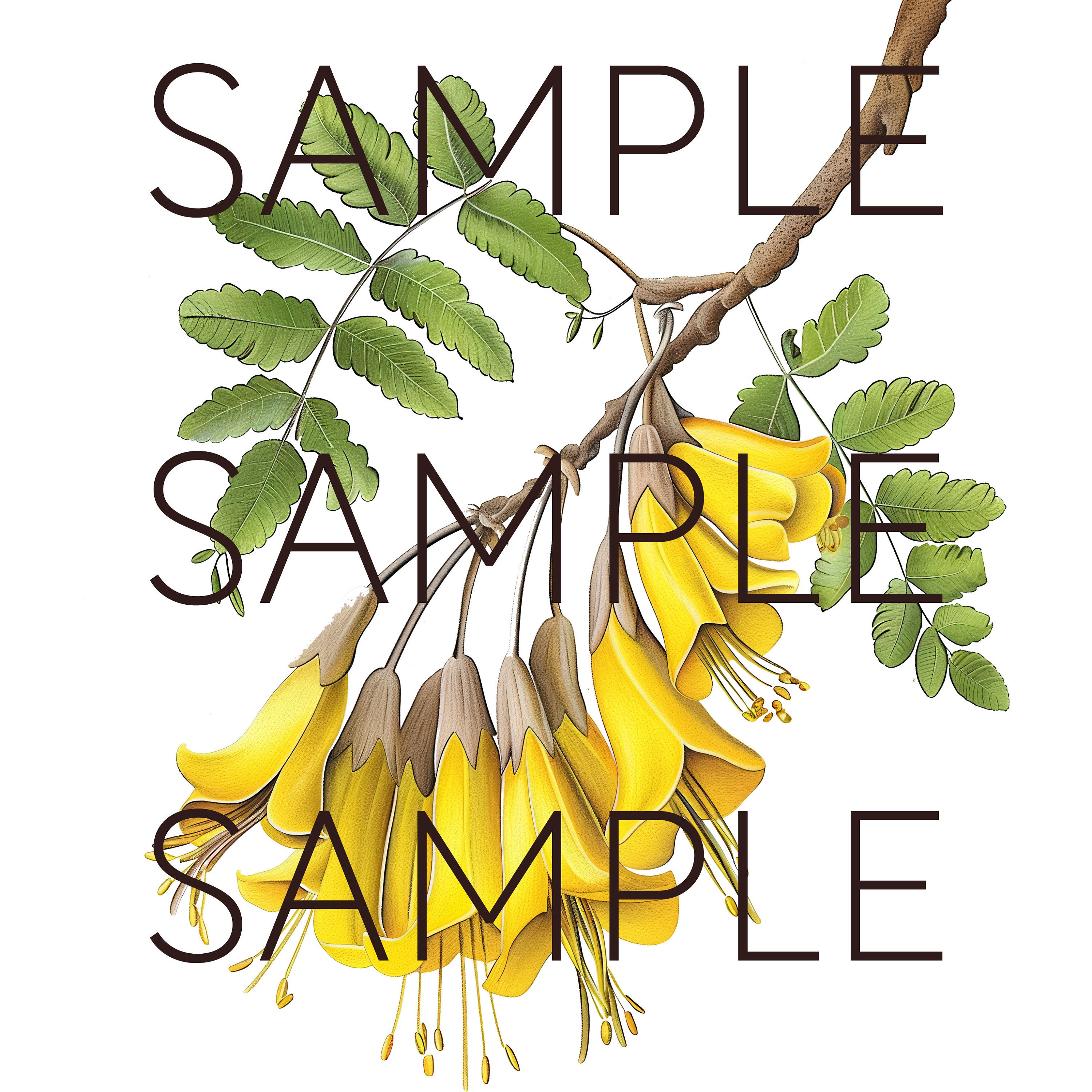 New Zealand Native Flowers Clipart Kowhai Flowers Transparent Pngs Kiwi ...