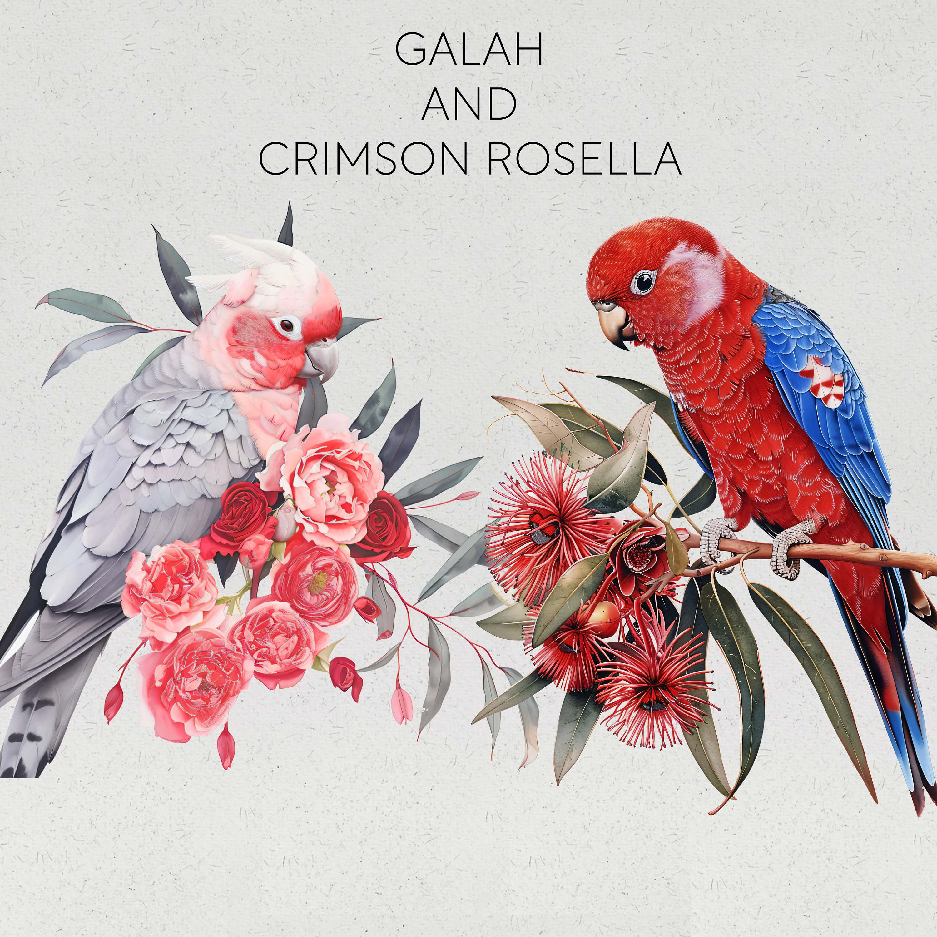 Australian Native Birds Floral Clipart Aussie Native Birds ...