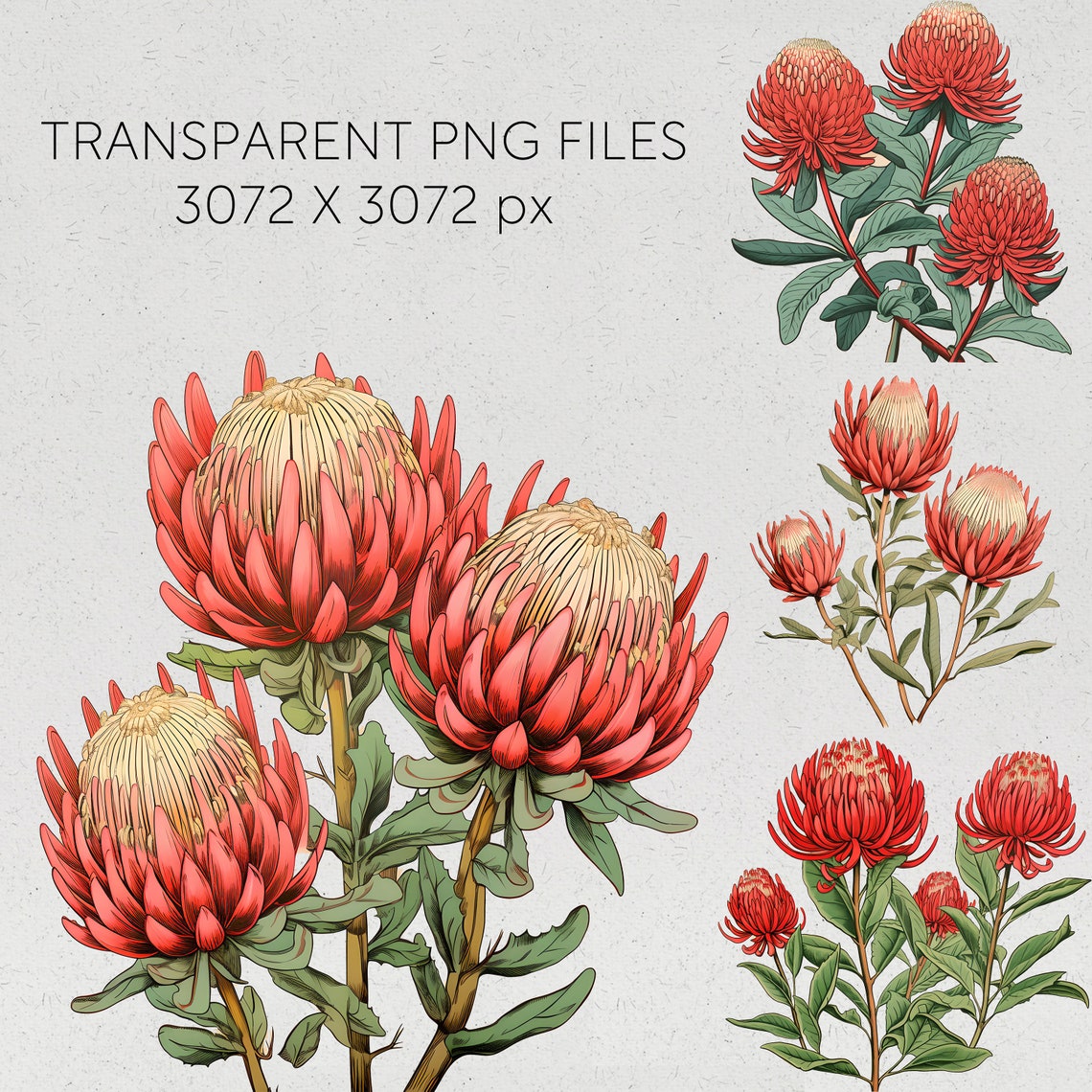 Australian Native Flowers Clipart Vintage Flowers Transparent - Etsy