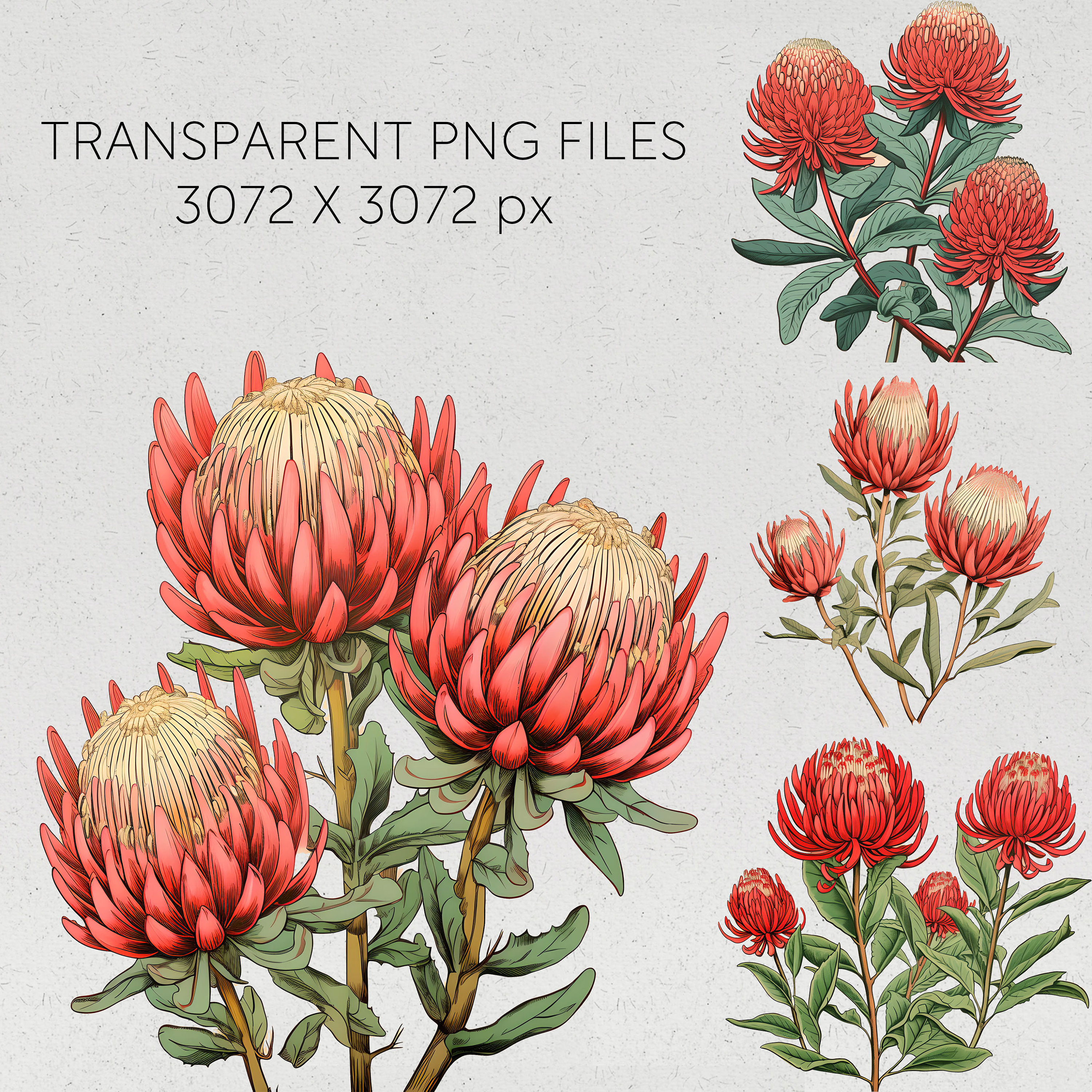 Australian Native Flowers Clipart Vintage Flowers Transparent Pngs ...