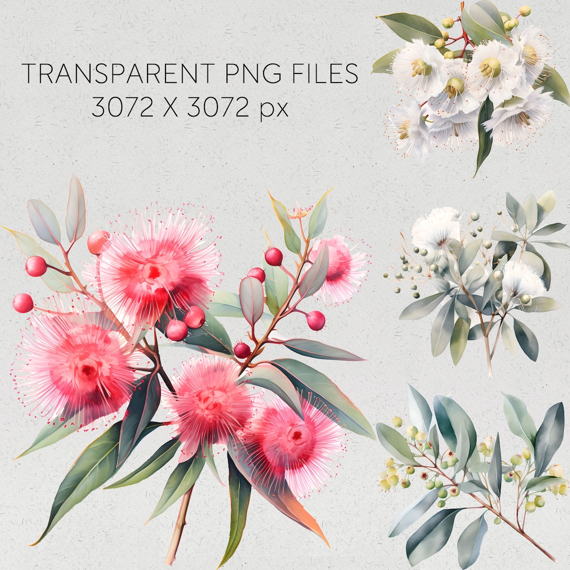 Australian Native Flowers Clipart Gumnut Blossoms Eucalyptus - Etsy ...